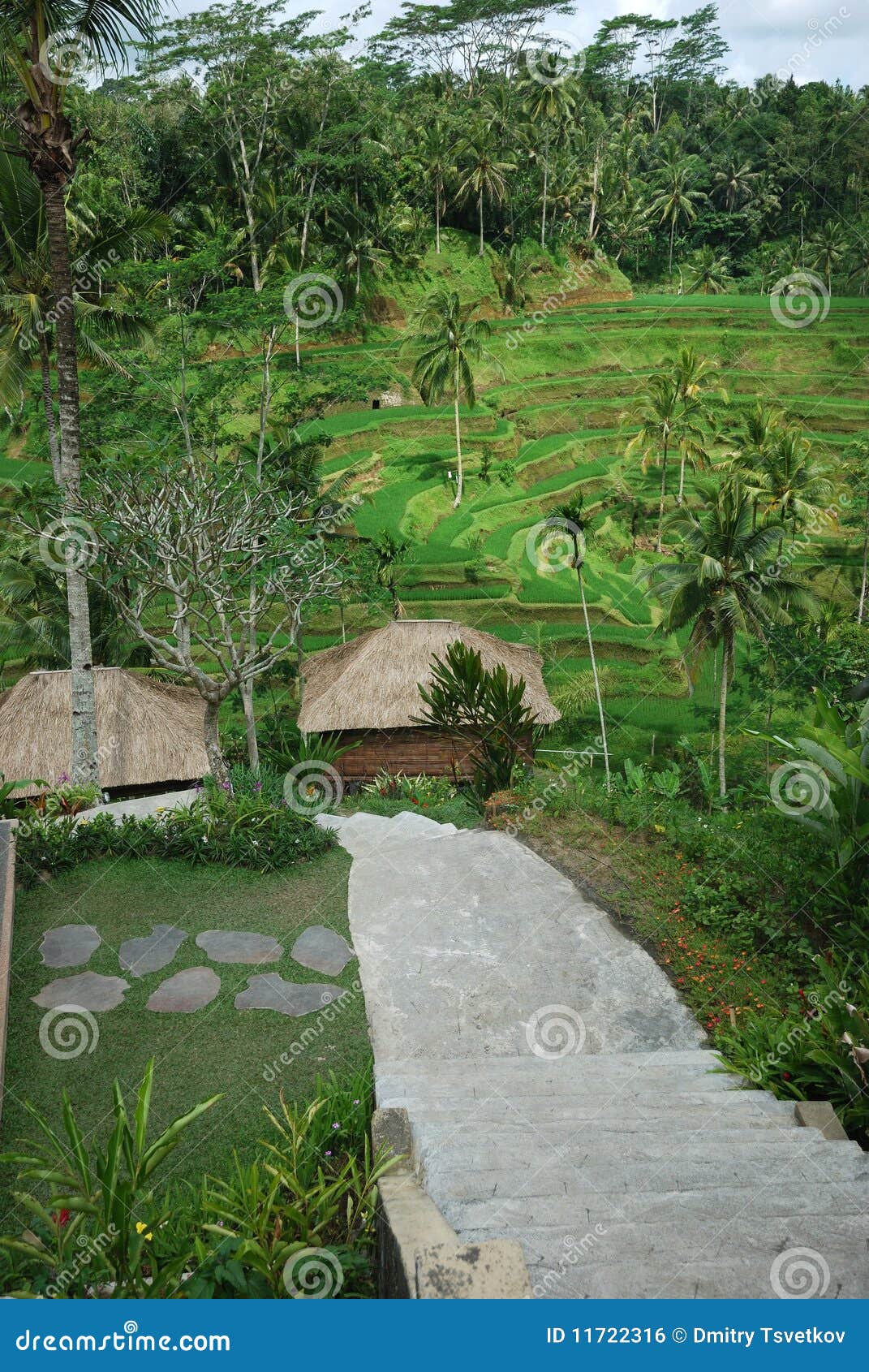 Bali rice plantation stock photo. Image of grass, bali - 11722316