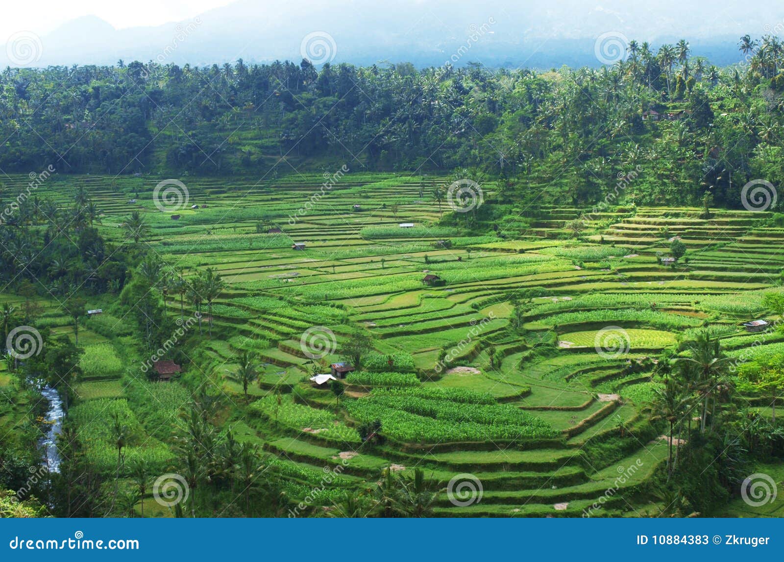 Bali rice terraces stock image. Image of scenery, cultivate - 10884383