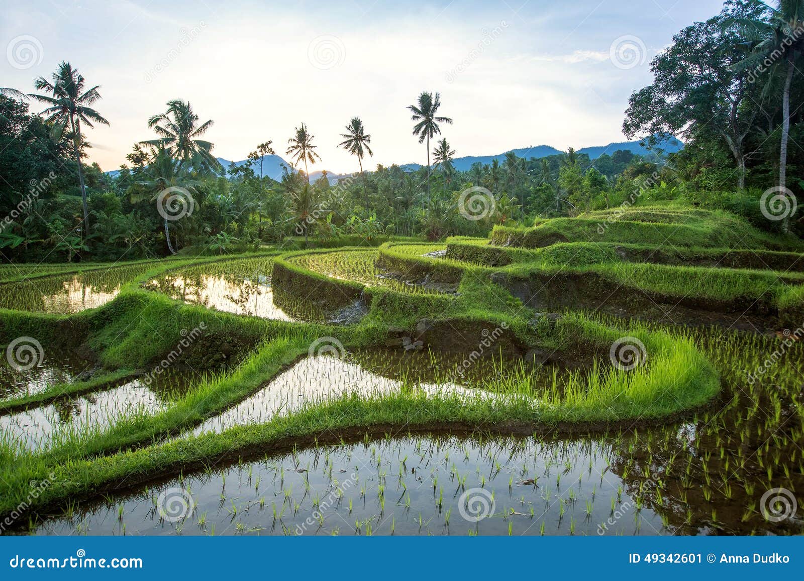 Bali Rice Terraces stock image. Image of farm, green - 49342601