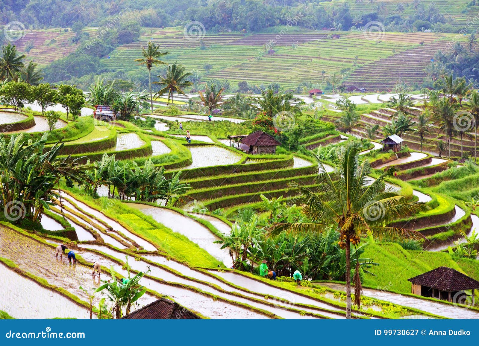 Bali Rice Fields With Farmer House Royalty-Free Stock Photography ...