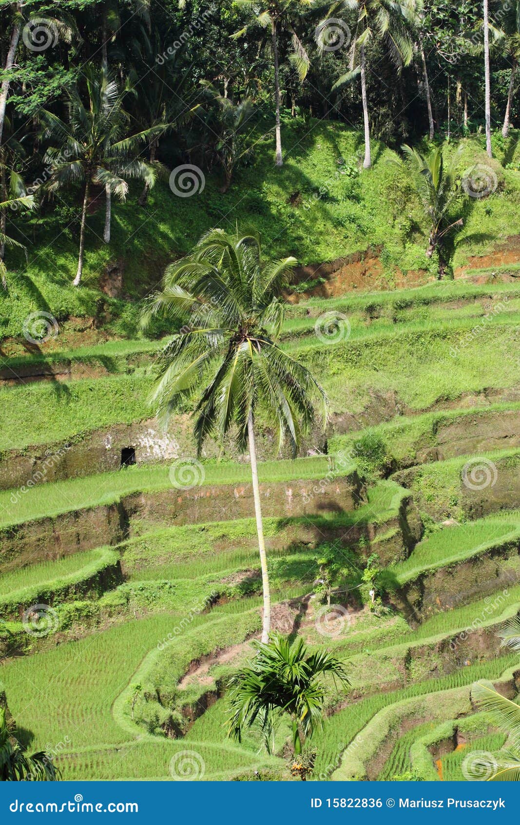Bali Rice Terraces, Indonesia Stock Photo - Image of journey, banana ...