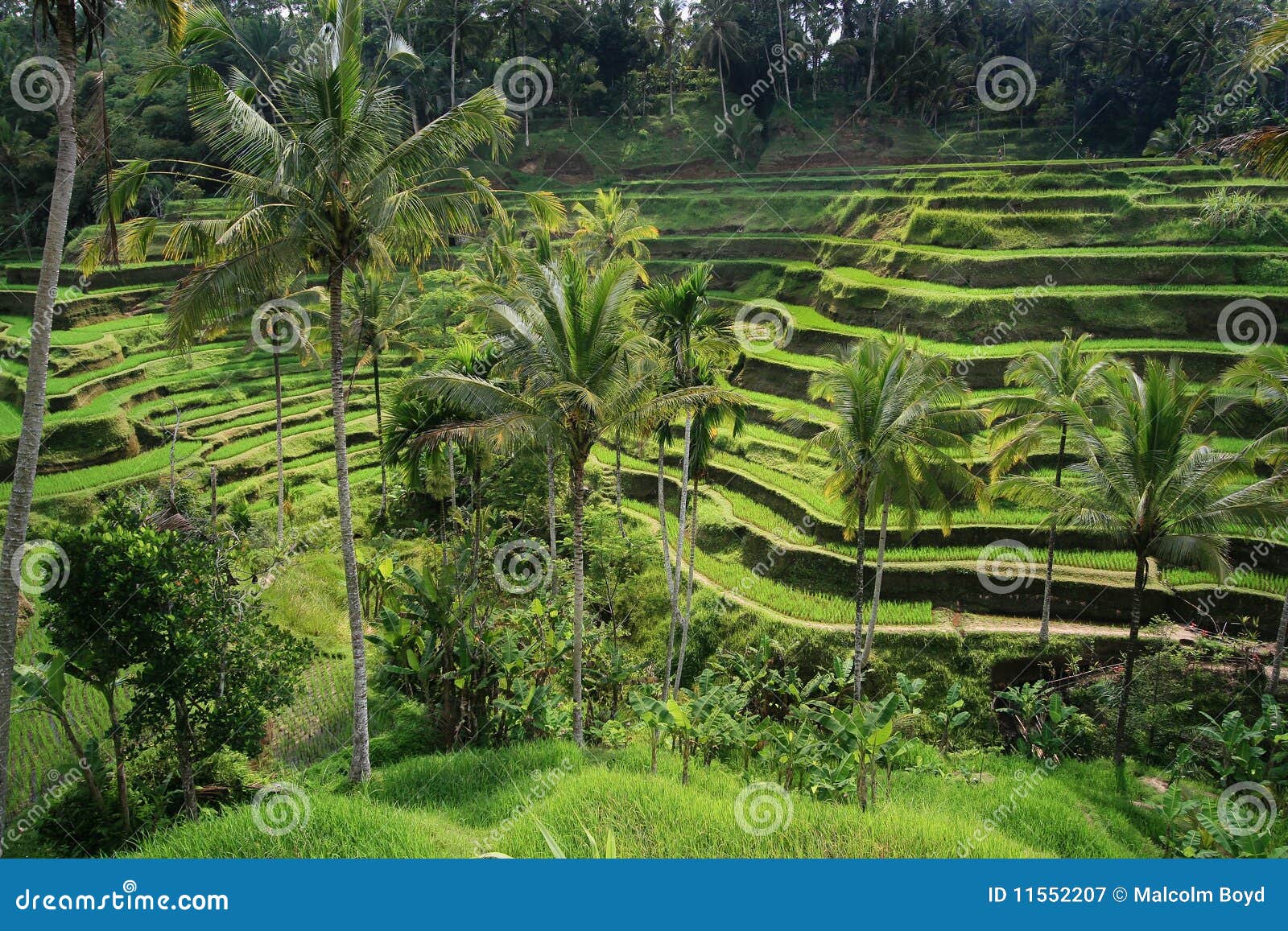 Bali Rice Terraces with Palm Trees Stock Image - Image of southeast ...
