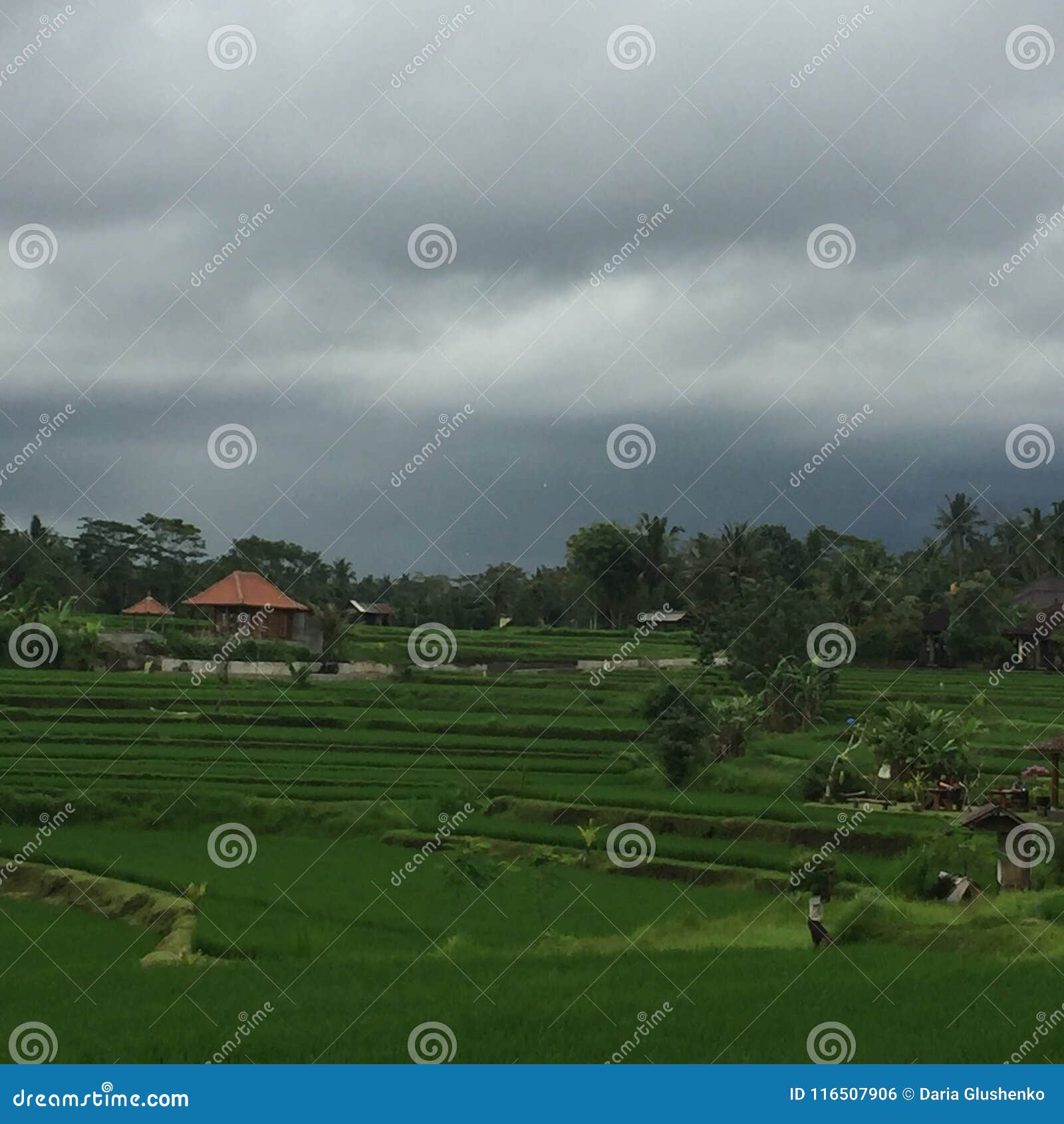 Bali stock photo. Image of view, bali, rain, ricefield - 116507906
