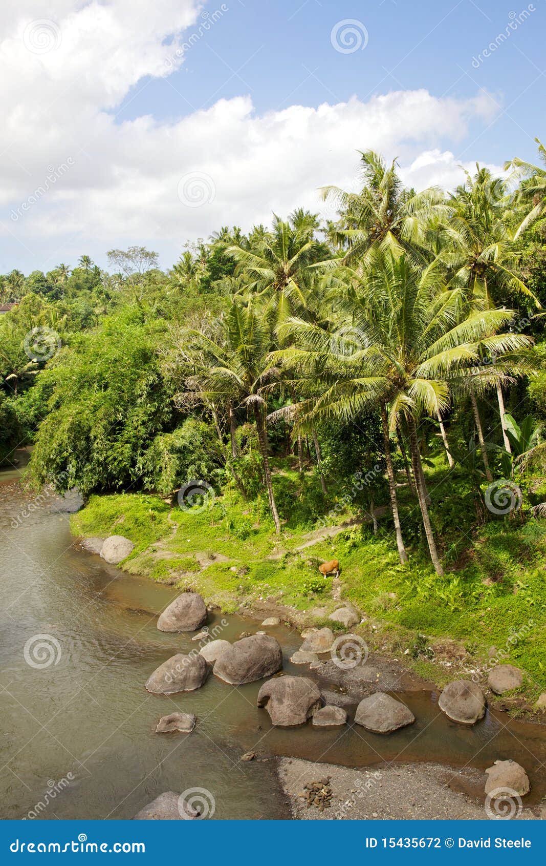 Bali River stock photo. Image of scenic, bali, lush, green - 15435672