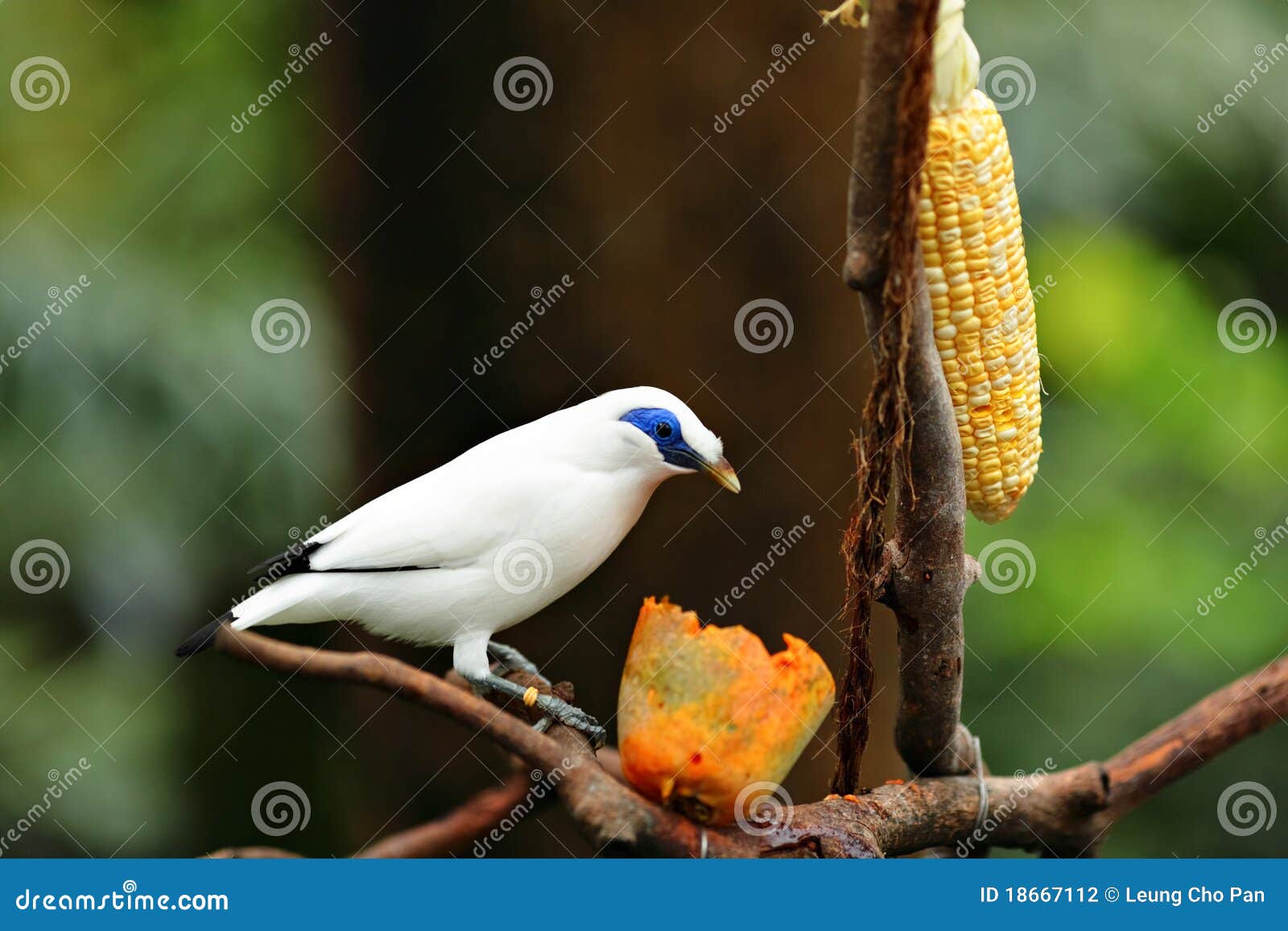 Bali Starling stock photo. Image of bird, forest, bali - 18667112