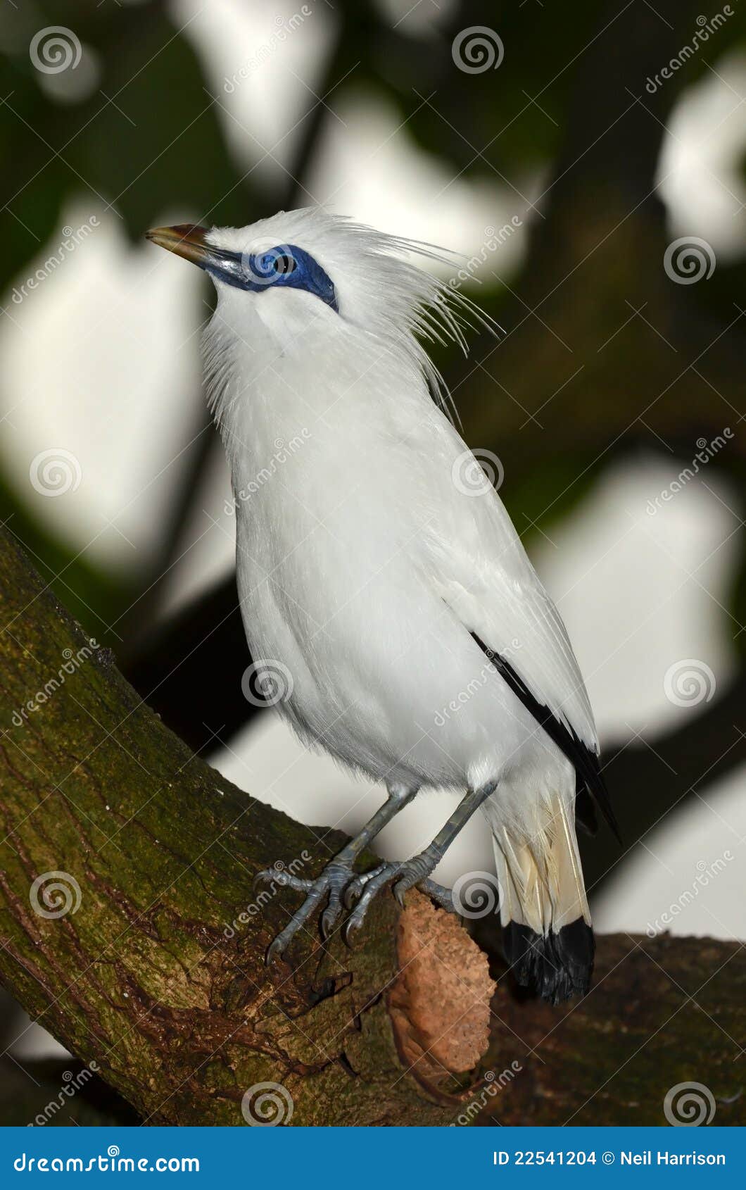 Bali Starling Stock Photography | CartoonDealer.com #52210814