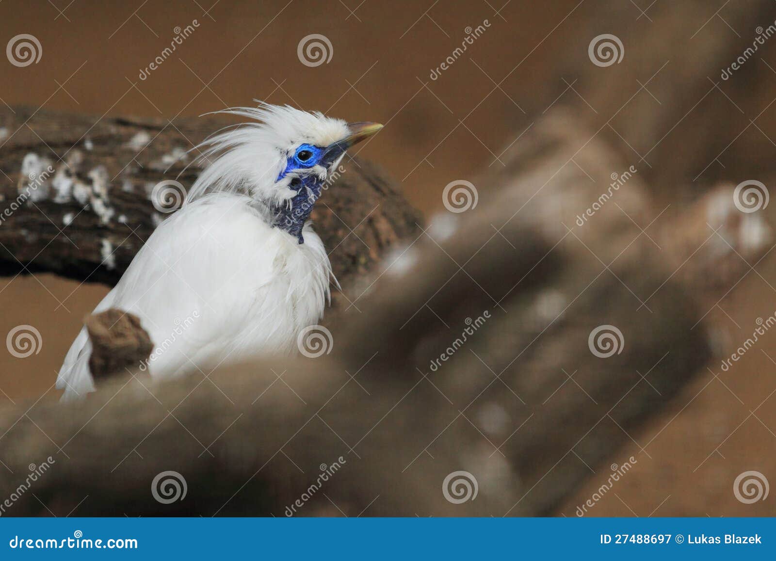 Bali starling stock image. Image of nature, rothschild - 27488697