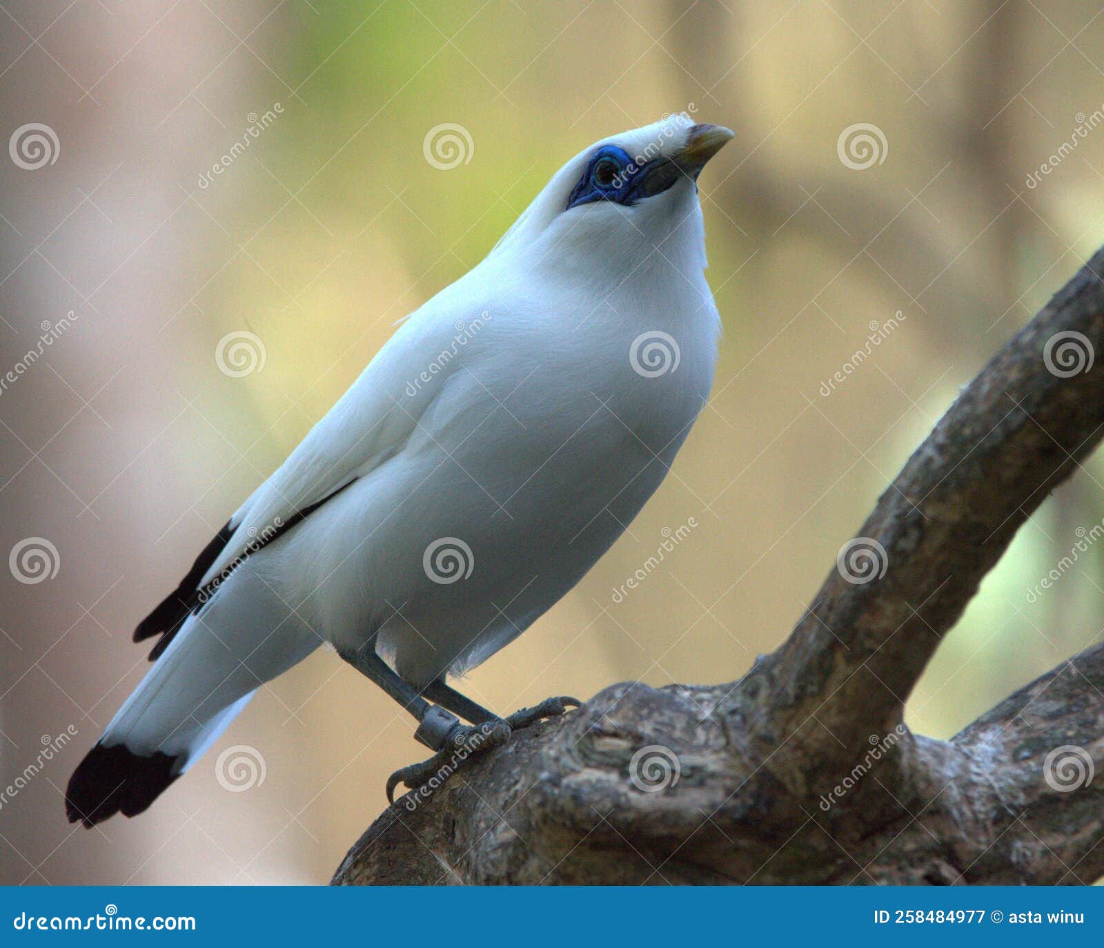 Bali Starling Perched on a Tree Branch Stock Image - Image of tree ...