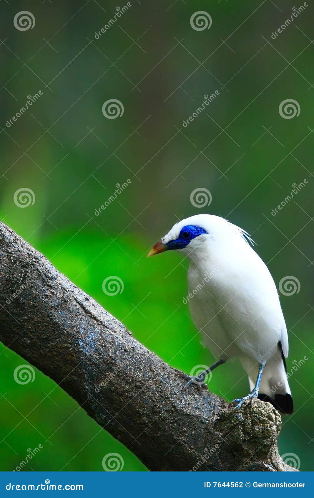 Bali Starling on Tree stock photo. Image of leucopsar - 7644562