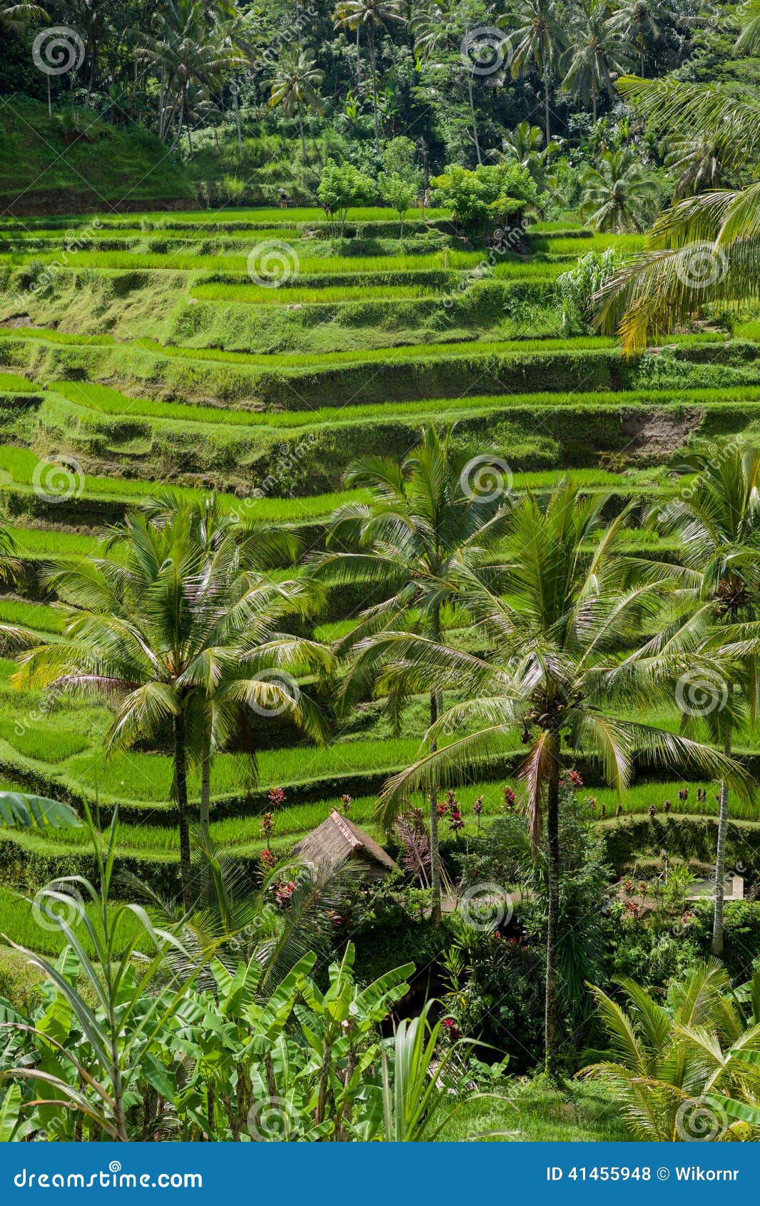 Bali step fields stock photo. Image of step, field, outdoor - 41455948