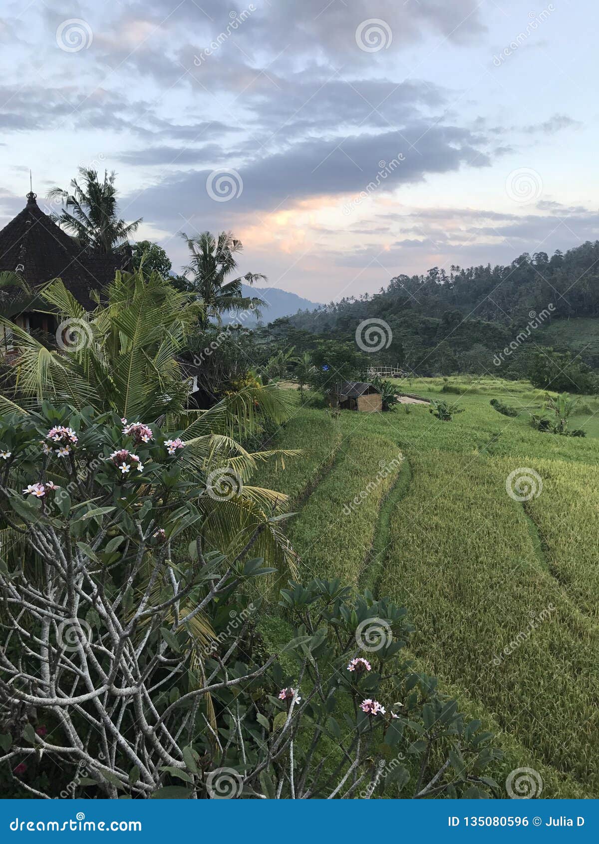 Bali stock photo. Image of exotic, summer, fields, bali - 135080596