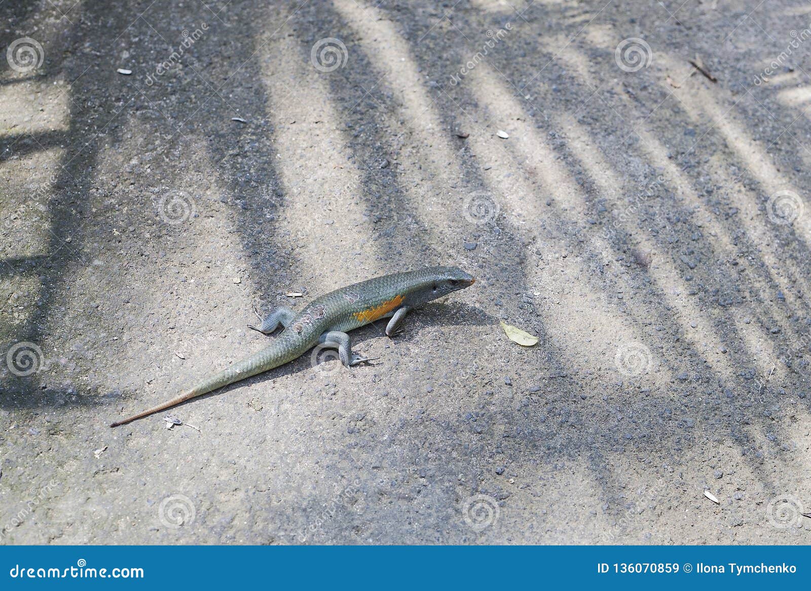 Bali Sun Skink Lizard on Ground Stock Image - Image of orange, fauna ...