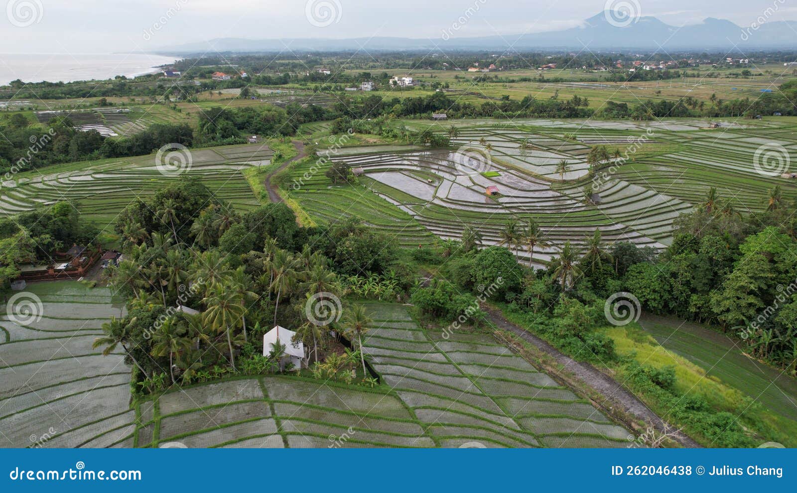 The Bali Terrace Rice Fields Stock Photo - Image of harvest, jatiluwih ...