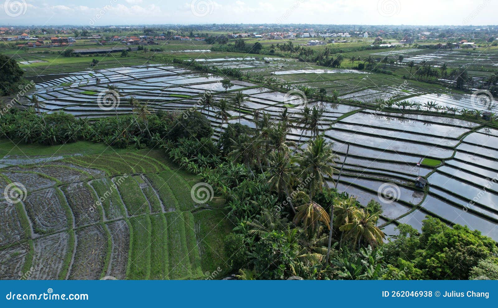 The Bali Terrace Rice Fields Stock Photo - Image of harvest, cultivate ...