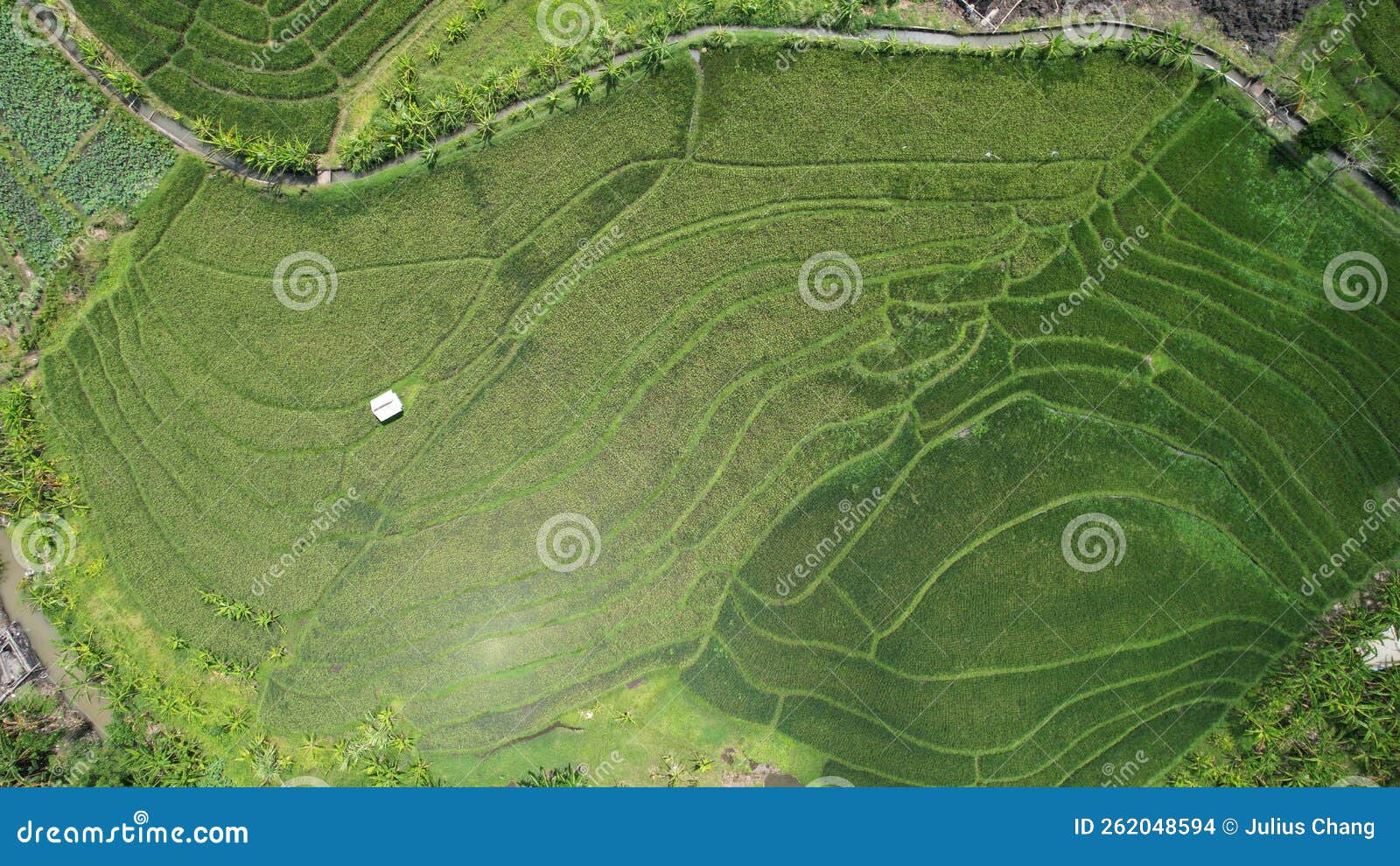 The Bali Terrace Rice Fields Stock Photo - Image of grow, paddies ...