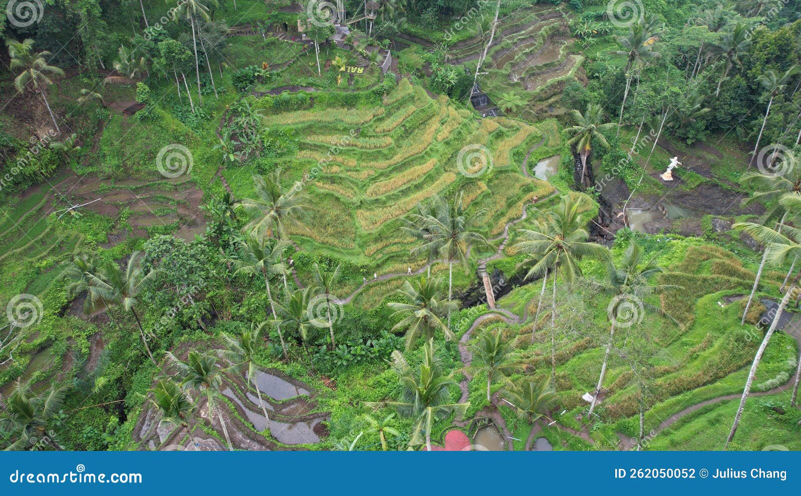 The Bali Terrace Rice Fields Stock Photo - Image of cultivation, field ...