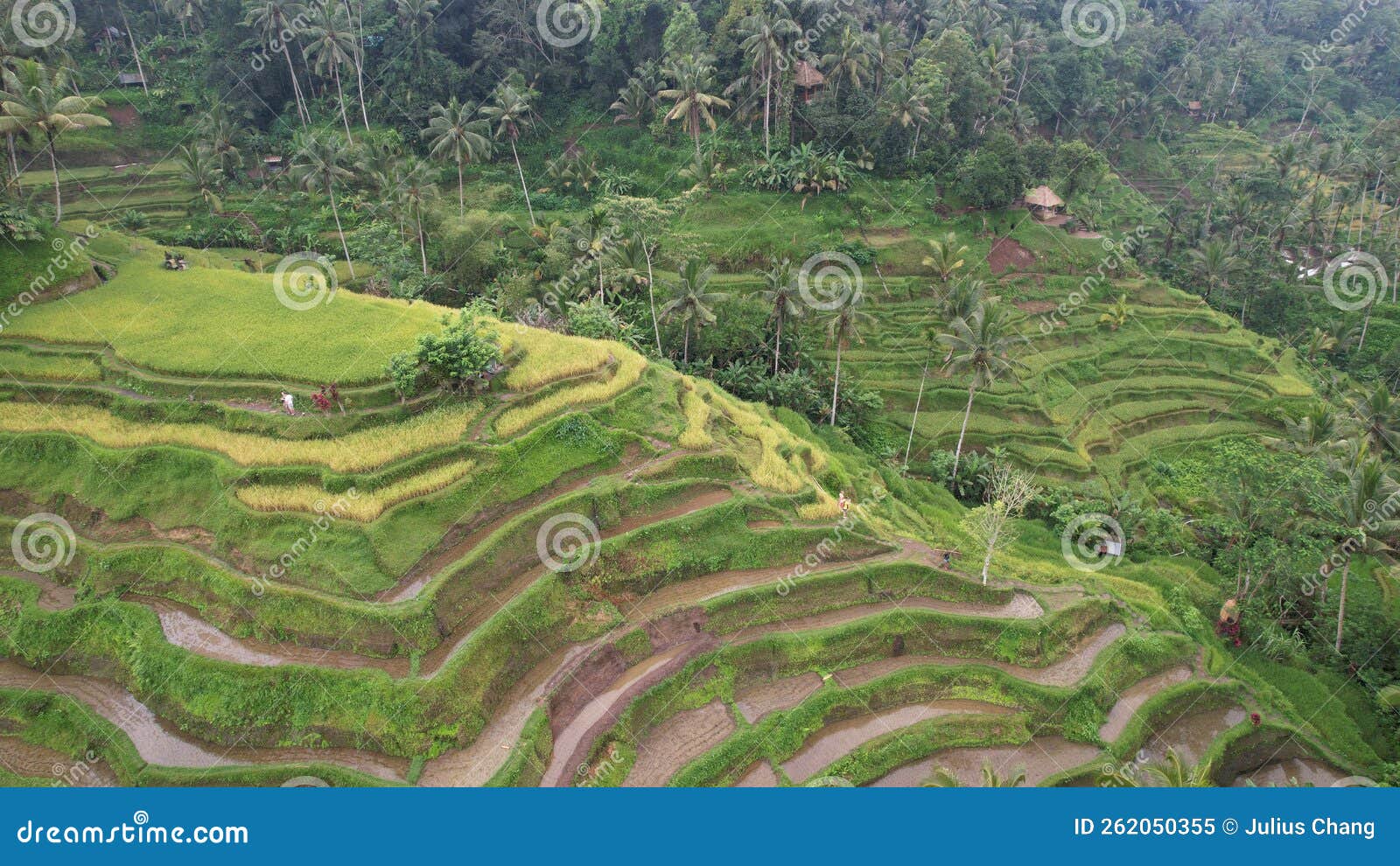 The Bali Terrace Rice Fields Editorial Image - Image of indonesia ...