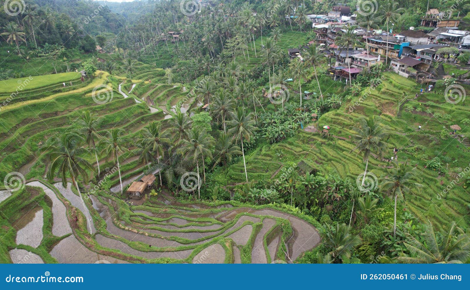 The Bali Terrace Rice Fields Editorial Photo - Image of nature, paddy ...