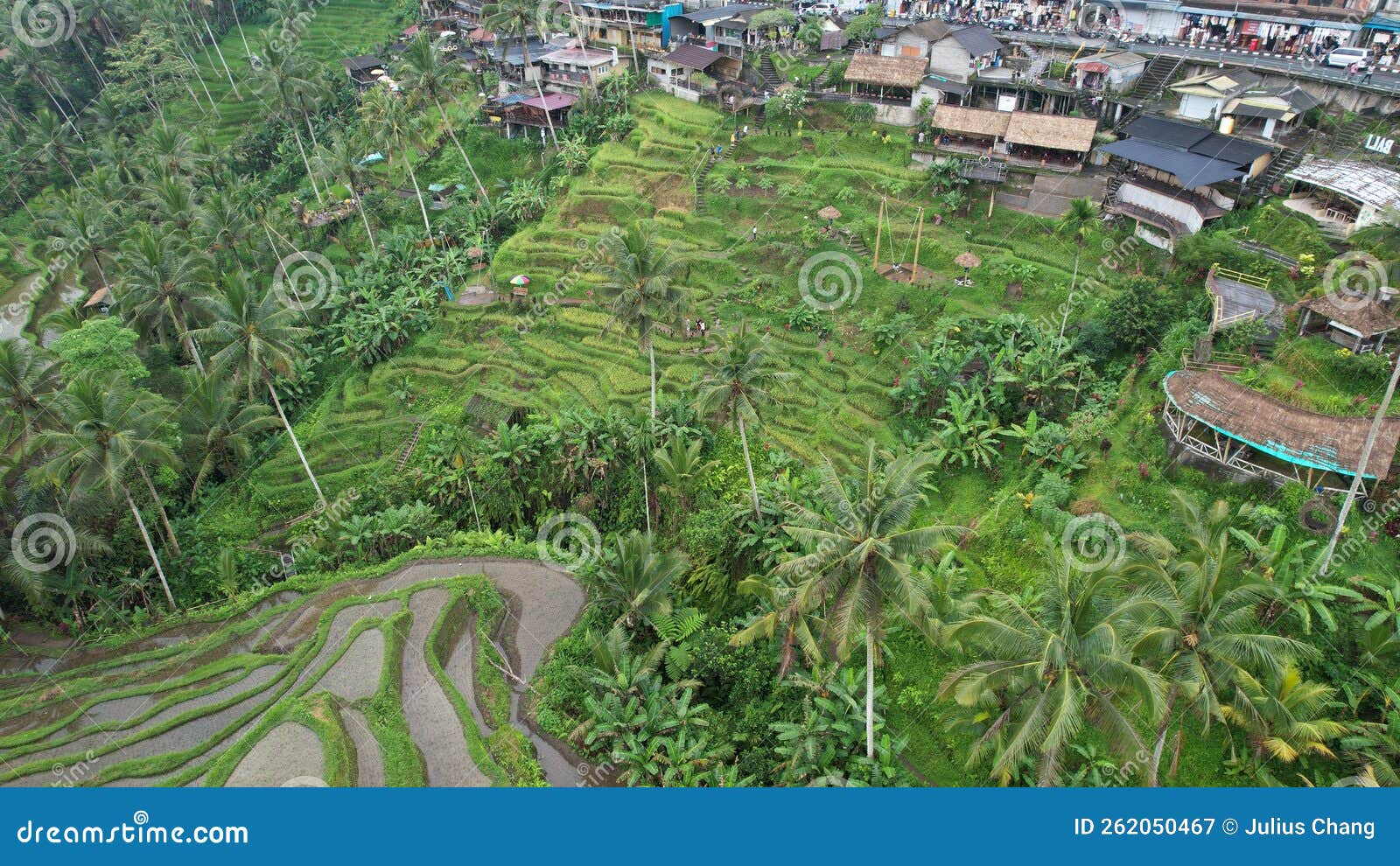 The Bali Terrace Rice Fields Editorial Photography - Image of field ...