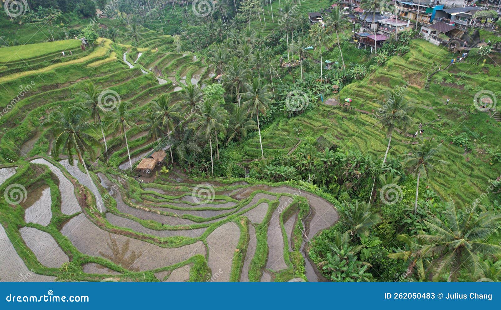 The Bali Terrace Rice Fields Editorial Stock Photo - Image of hillside ...