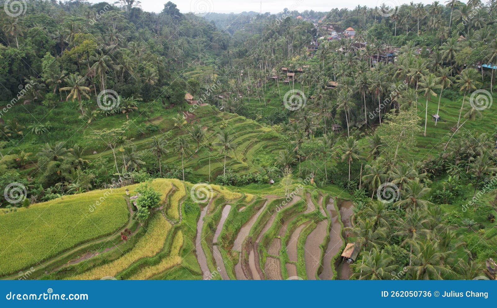 The Bali Terrace Rice Fields Stock Photo - Image of hill, aerial: 262050736