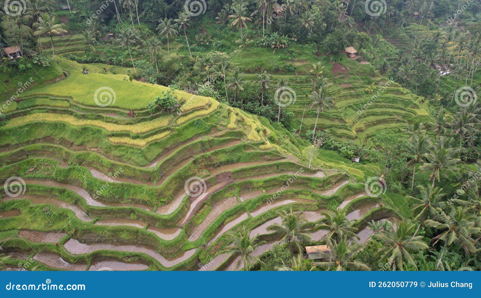 The Bali Terrace Rice Fields Stock Image - Image of field, nature ...