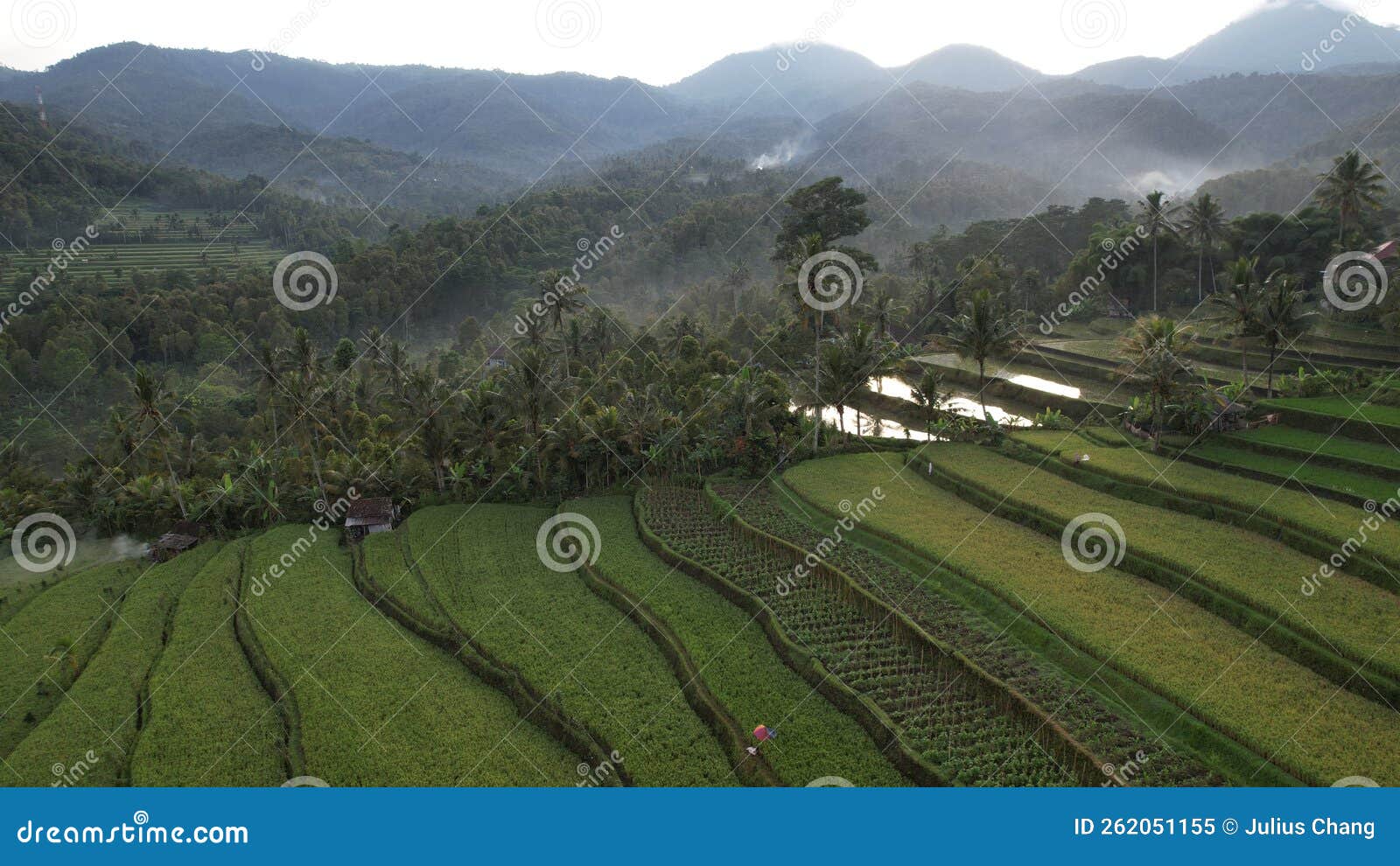 The Bali Terrace Rice Fields Stock Image - Image of landscape, lush ...