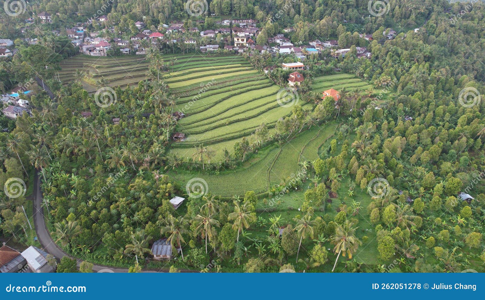 The Bali Terrace Rice Fields Stock Photo - Image of hillside, harvest ...