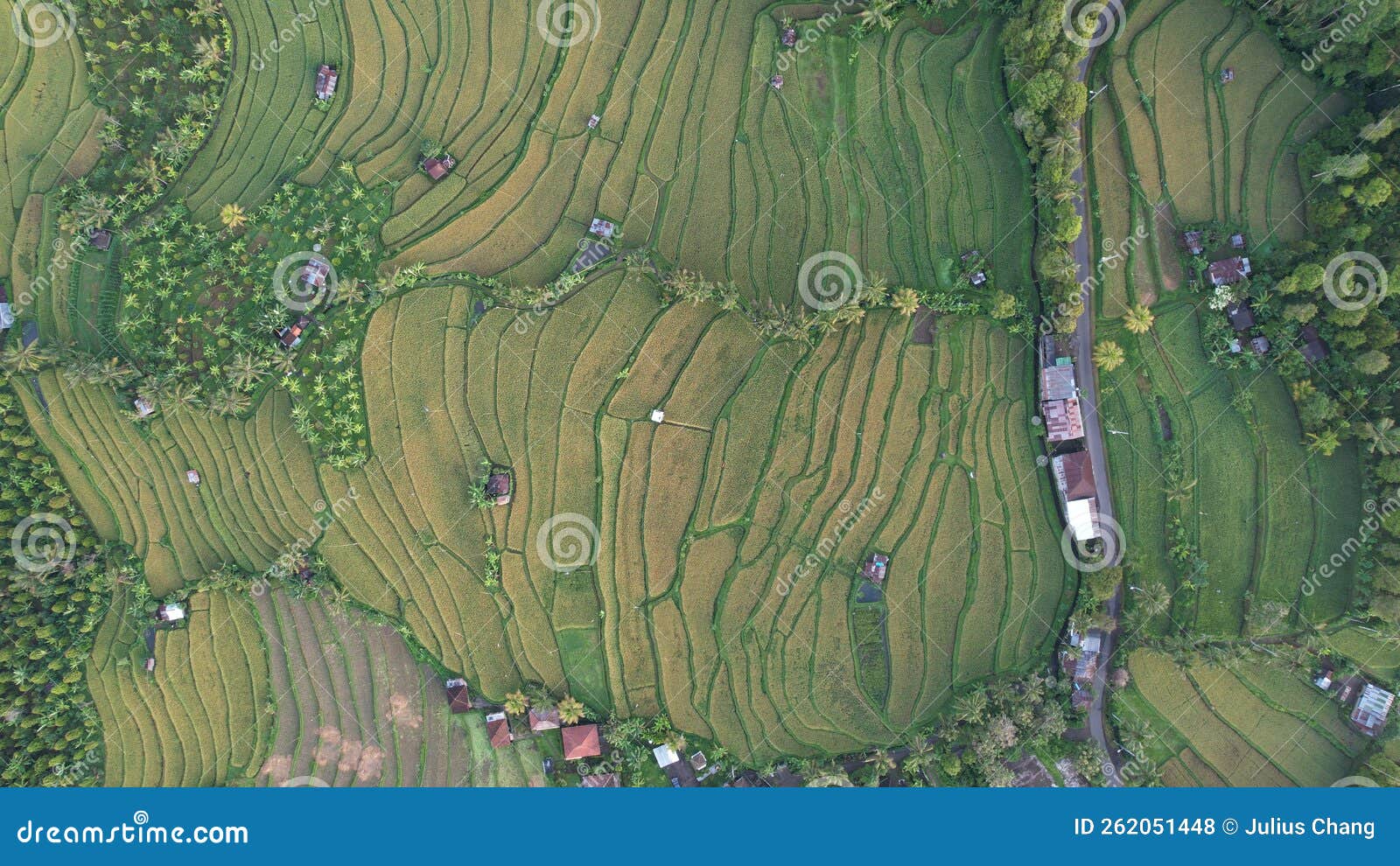 The Bali Terrace Rice Fields Stock Photo - Image of padi, nature: 262051448