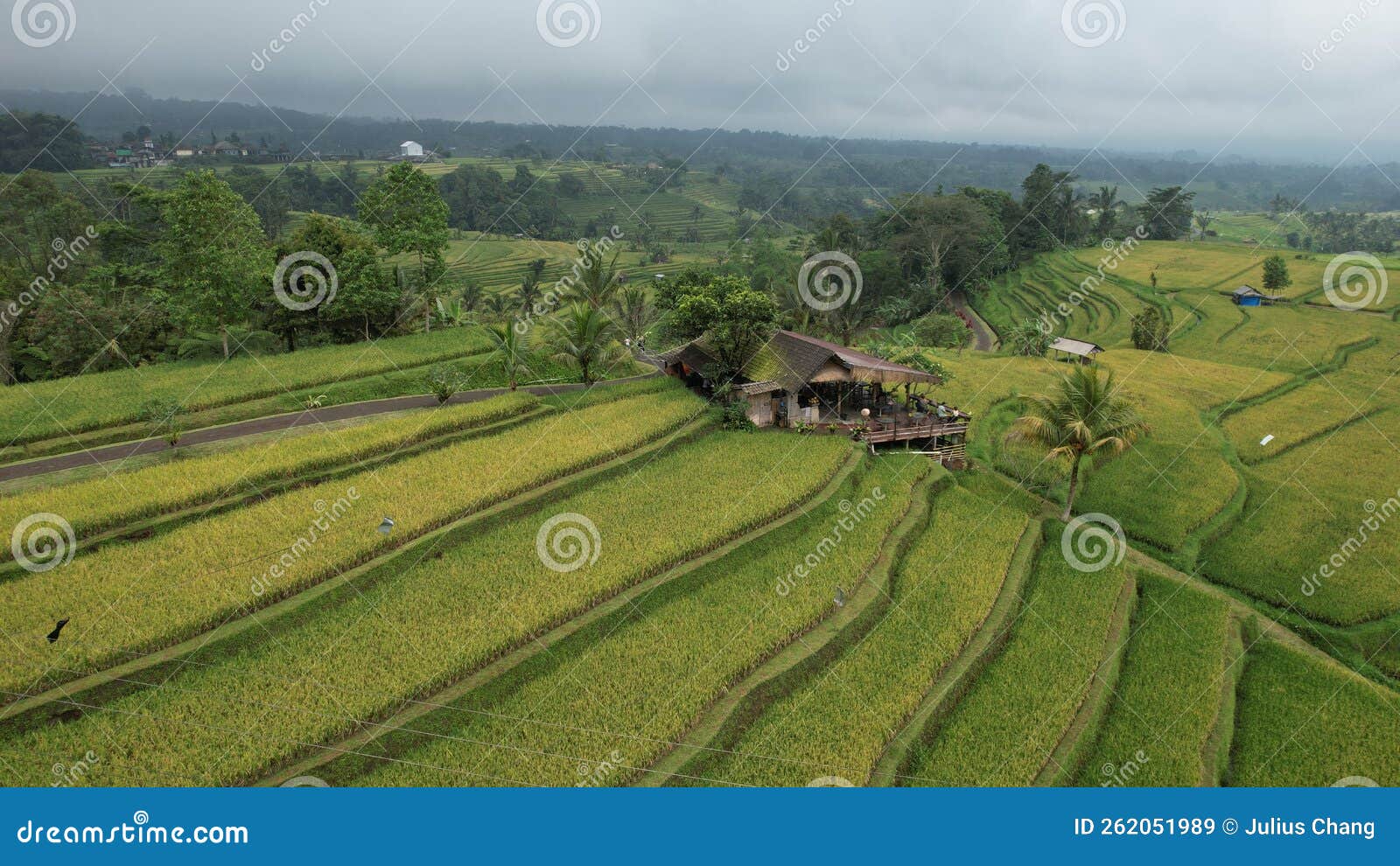 The Bali Terrace Rice Fields Stock Image - Image of crop, aerial: 262051989