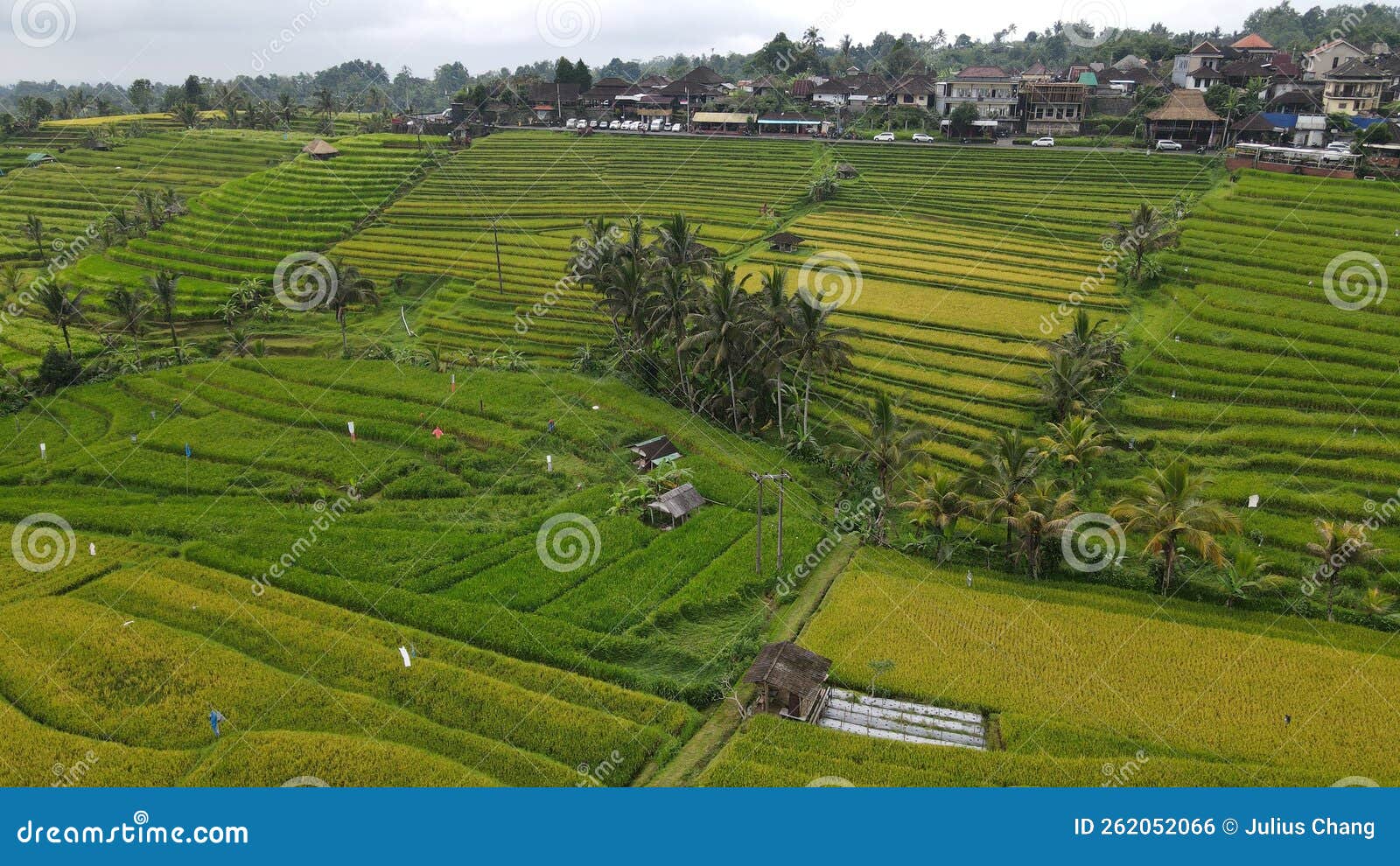 The Bali Terrace Rice Fields Stock Photo - Image of padi, hill: 262052066