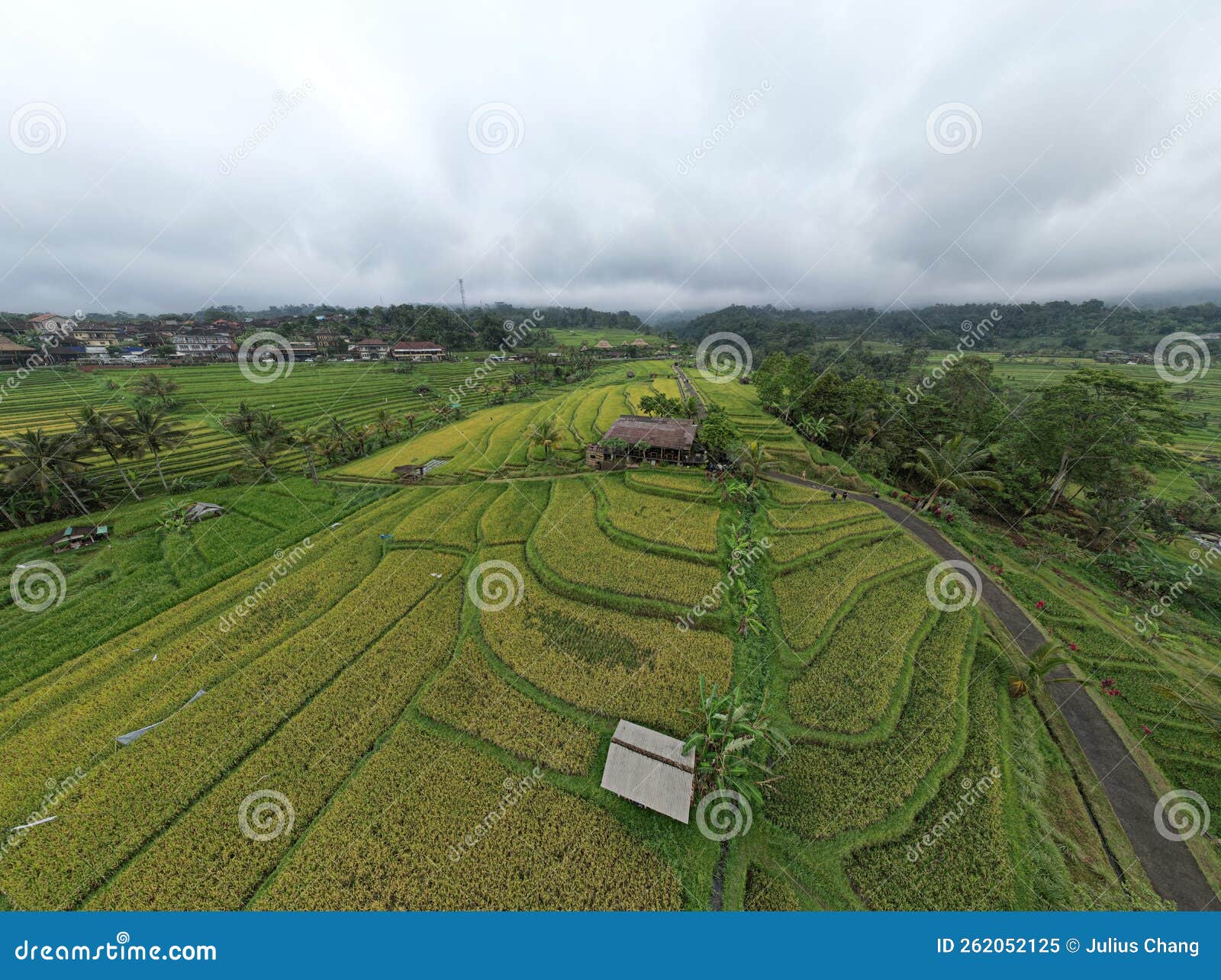 The Bali Terrace Rice Fields Stock Image - Image of indonesia, green ...