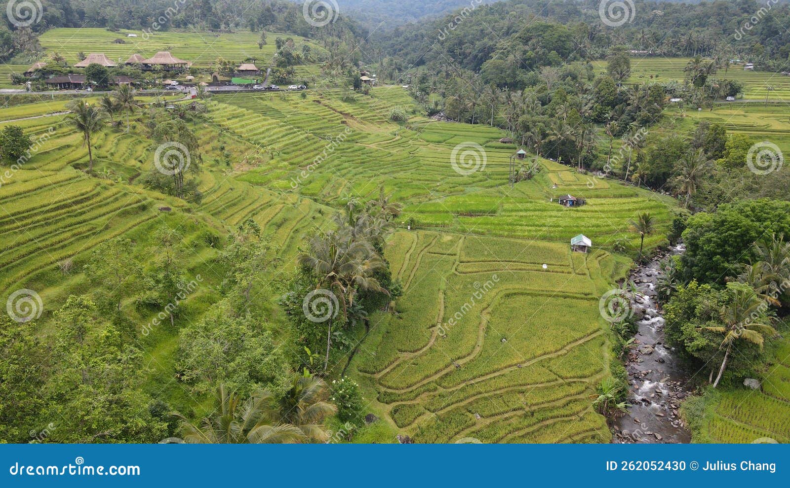 The Bali Terrace Rice Fields Stock Photo - Image of aerial, crop: 262052430