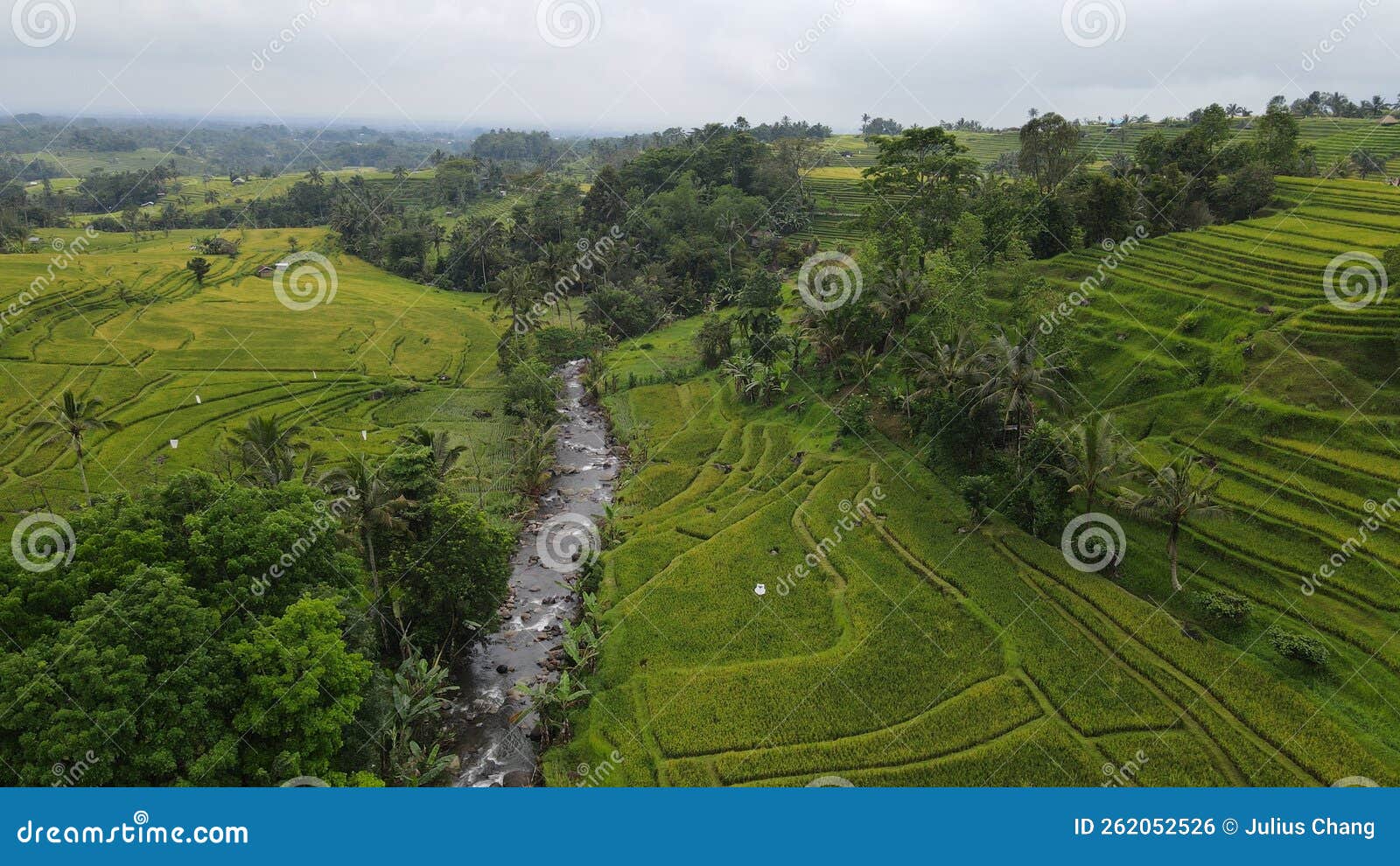 The Bali Terrace Rice Fields Stock Photo - Image of flooded, harvest ...