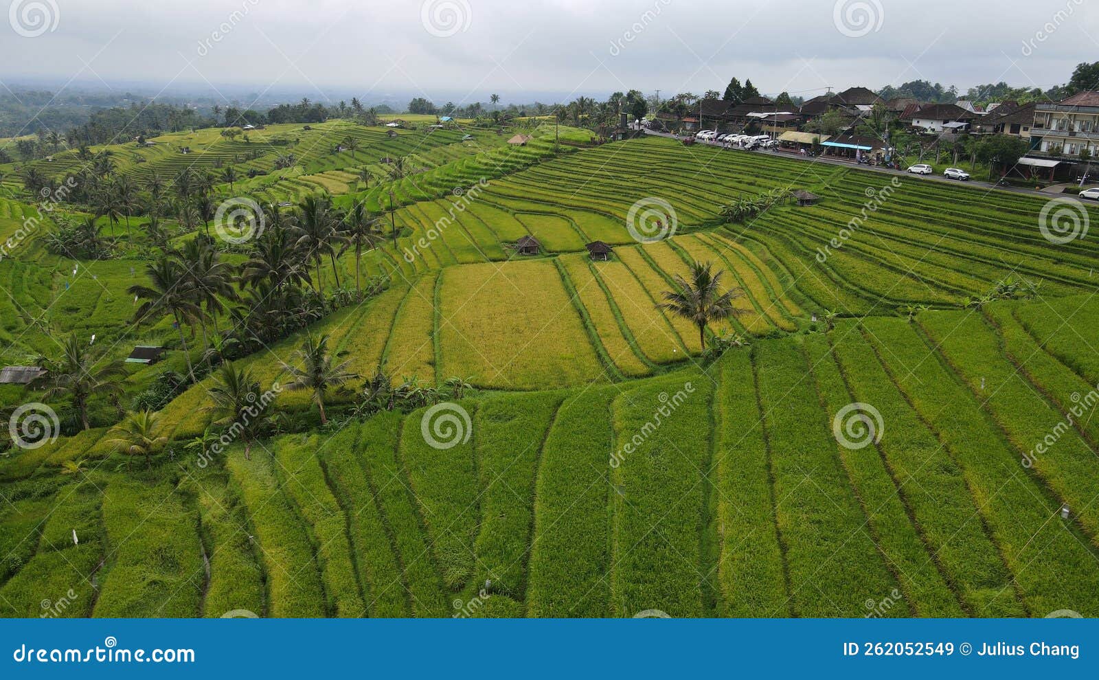 The Bali Terrace Rice Fields Stock Image - Image of crop, bali: 262052549