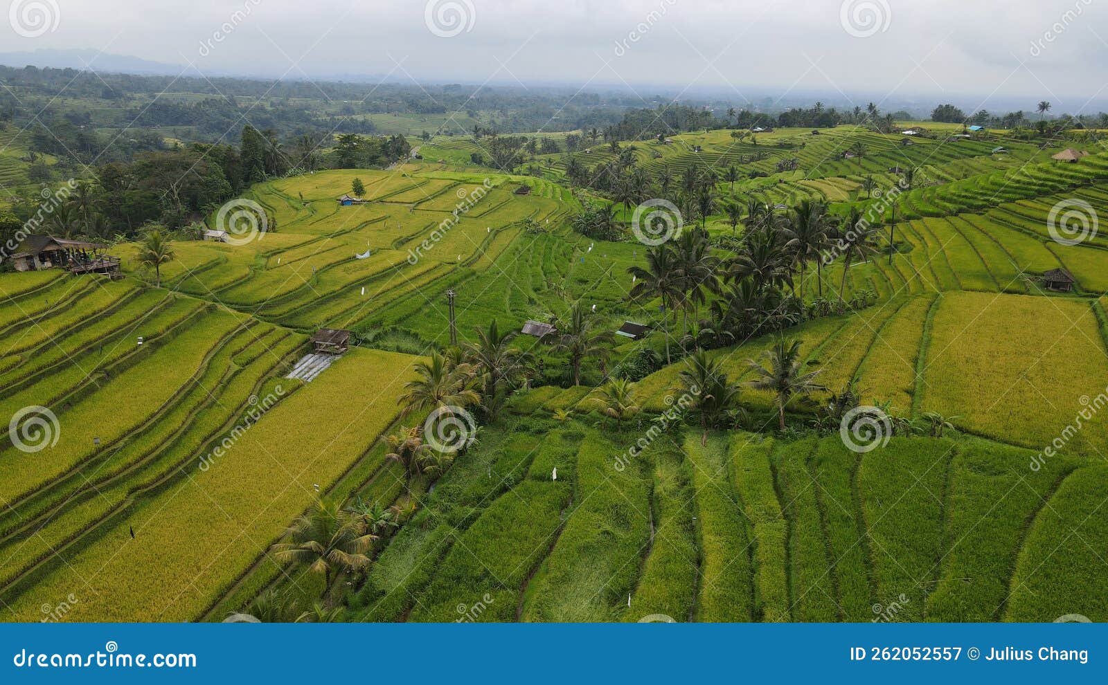 The Bali Terrace Rice Fields Stock Image - Image of cultivation ...
