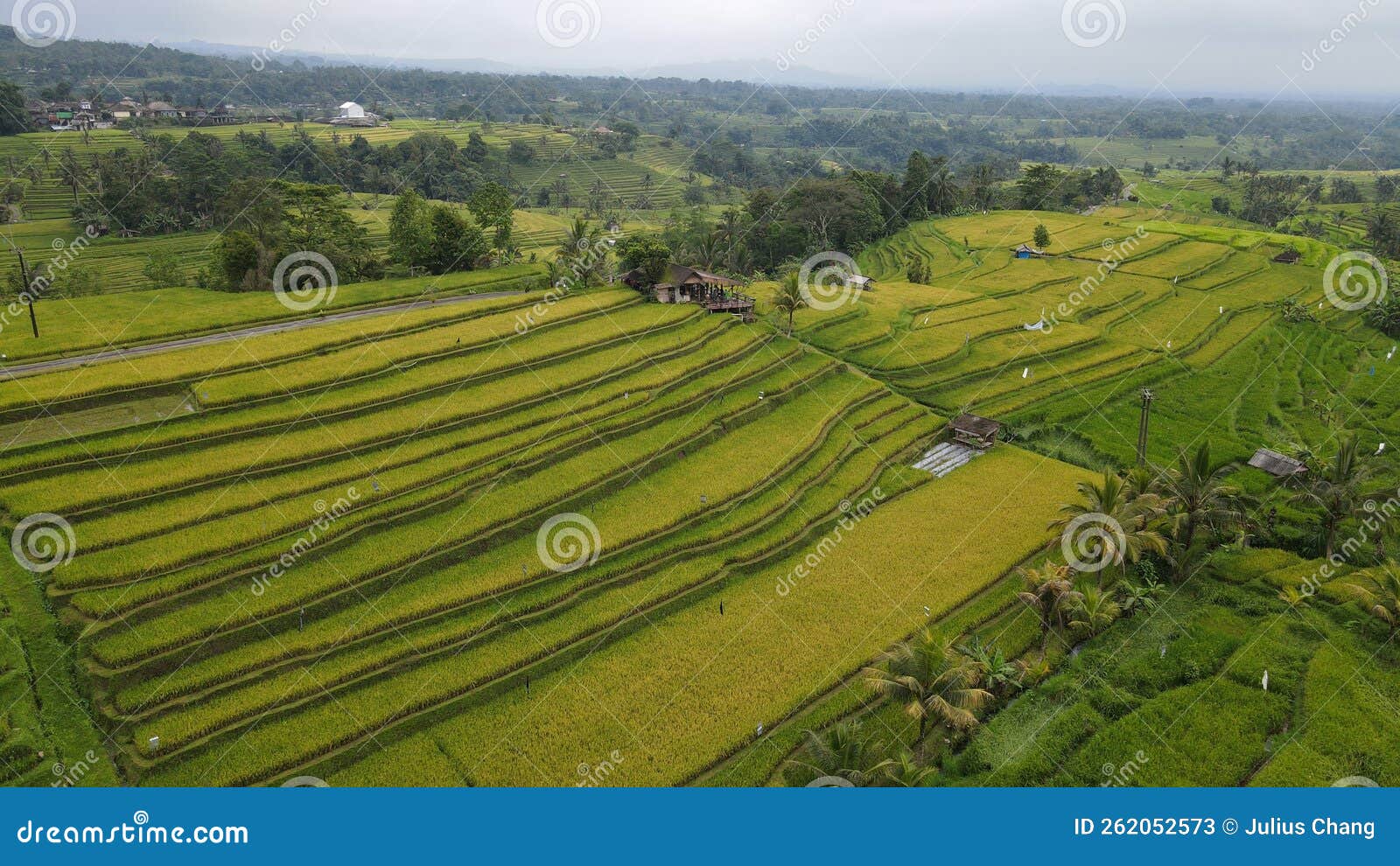 The Bali Terrace Rice Fields Stock Image - Image of paddy, farm: 262052573