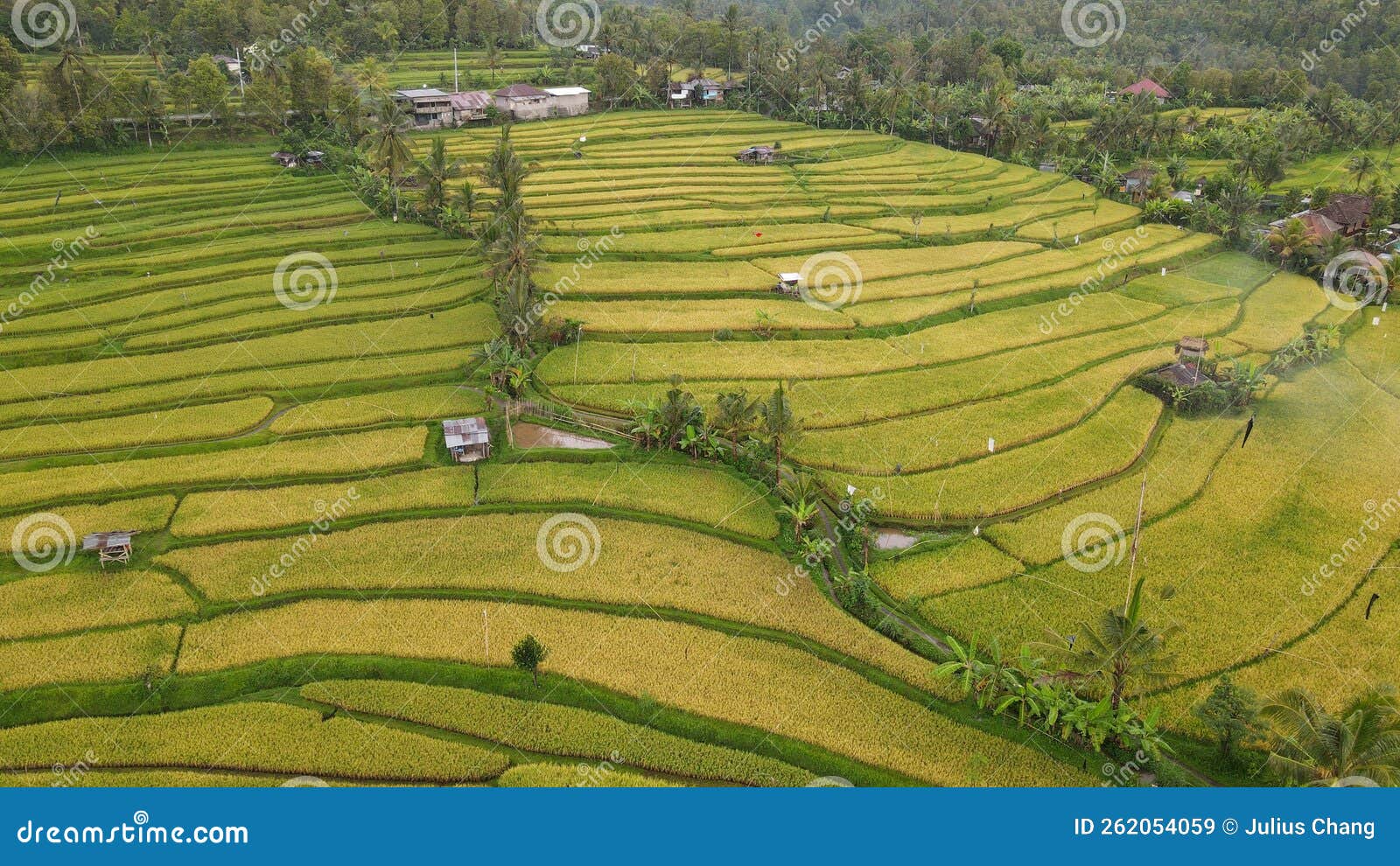 The Bali Terrace Rice Fields Stock Image - Image of green, padi: 262054059