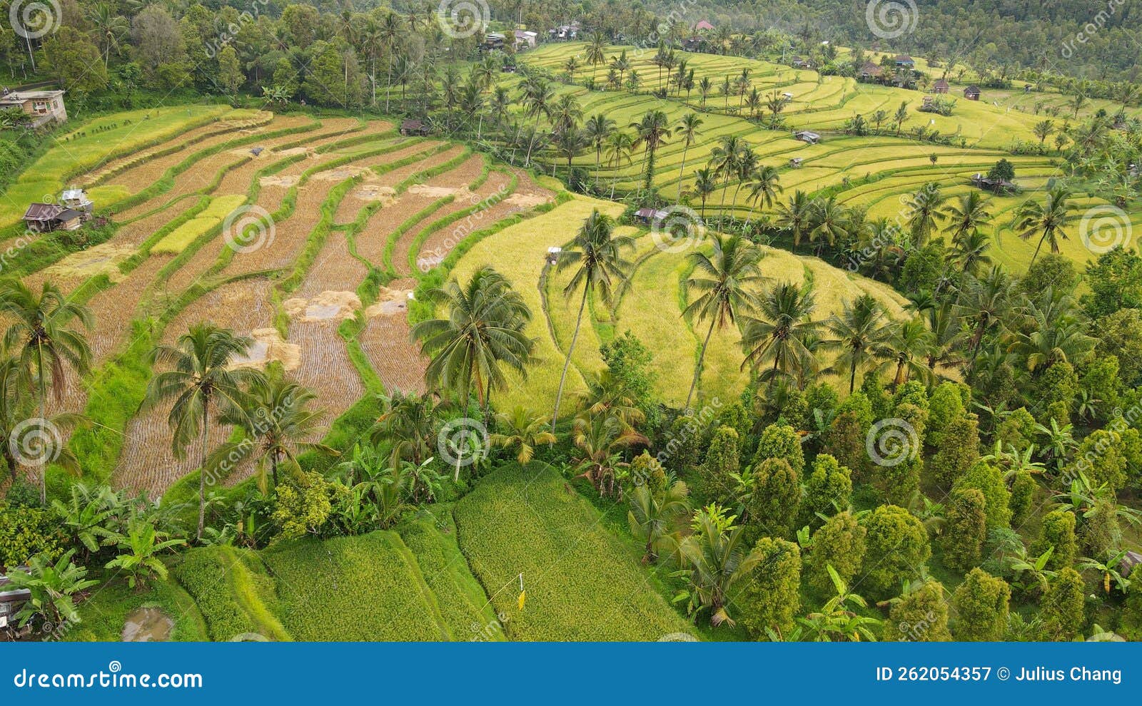 The Bali Terrace Rice Fields Stock Image - Image of crop, harvest ...