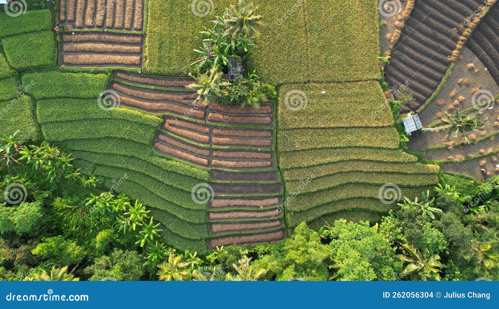 The Bali Terrace Rice Fields Stock Photo - Image of padi, greenery ...