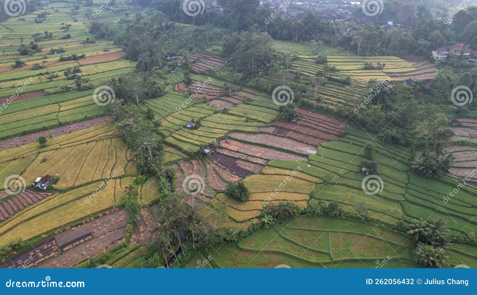 The Bali Terrace Rice Fields Stock Photo - Image of greenery, grow ...