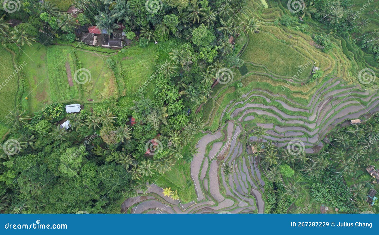 The Bali Terrace Rice Fields Stock Image - Image of nature, green ...