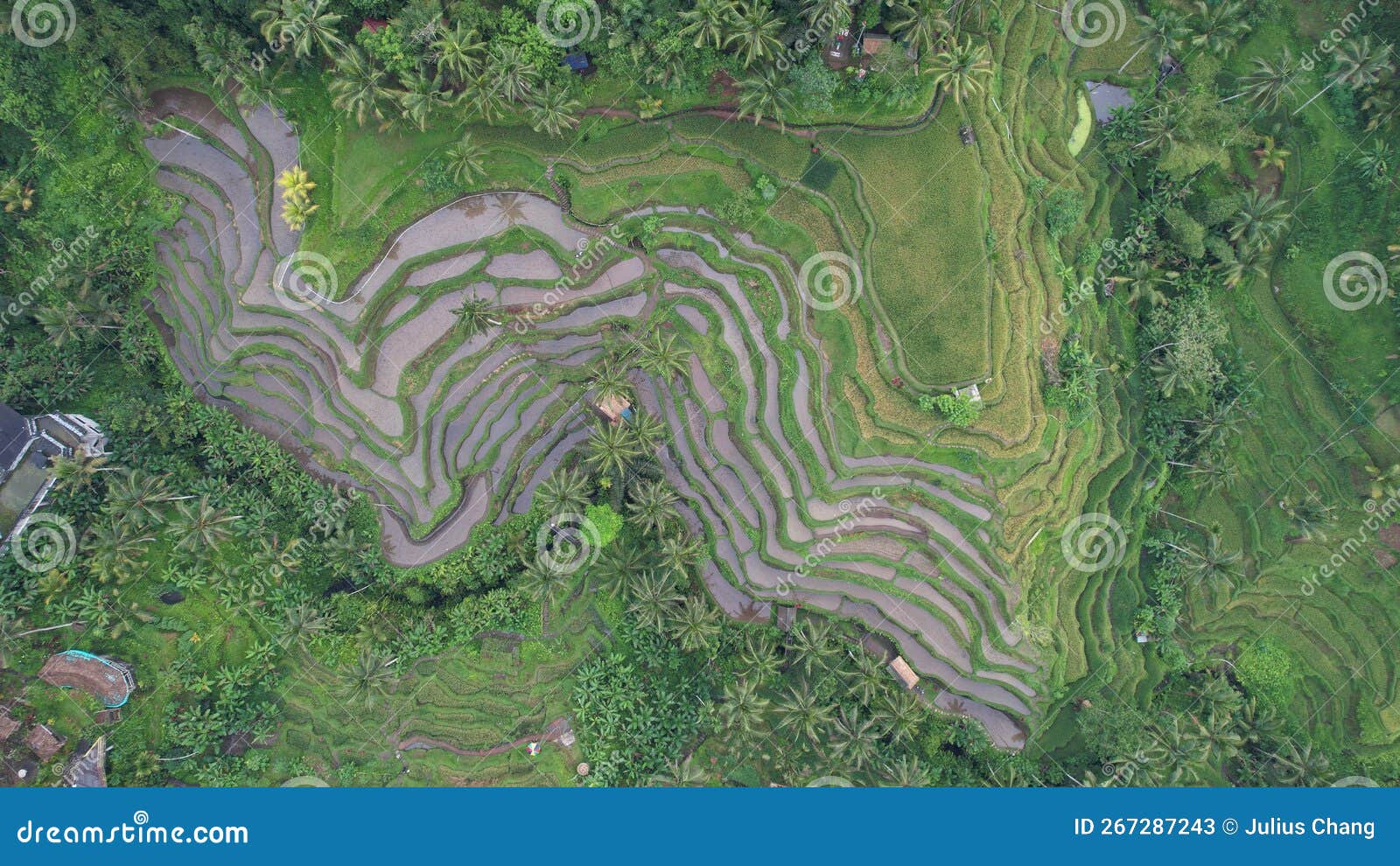 The Bali Terrace Rice Fields Stock Image - Image of paddy, bali: 267287243