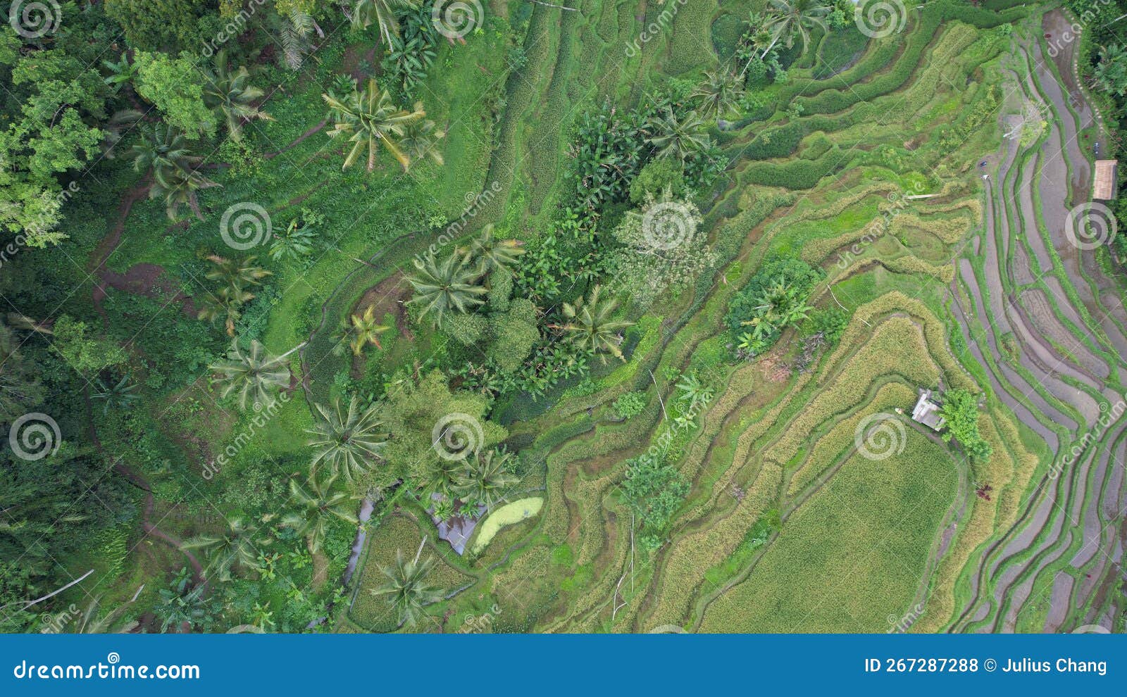 The Bali Terrace Rice Fields Stock Photo - Image of farming, aerial ...