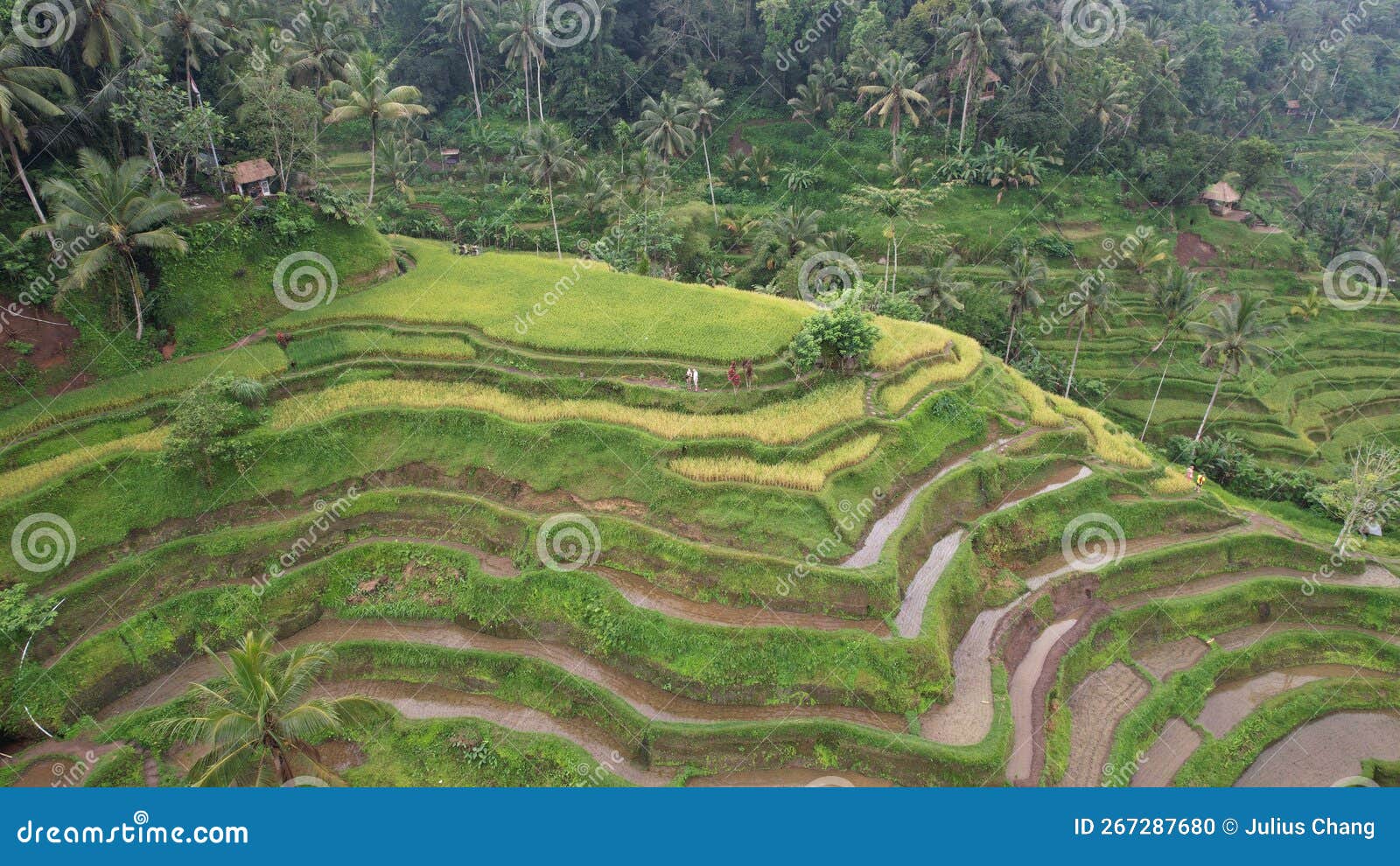 The Bali Terrace Rice Fields Stock Photo - Image of bali, jatiluwih ...