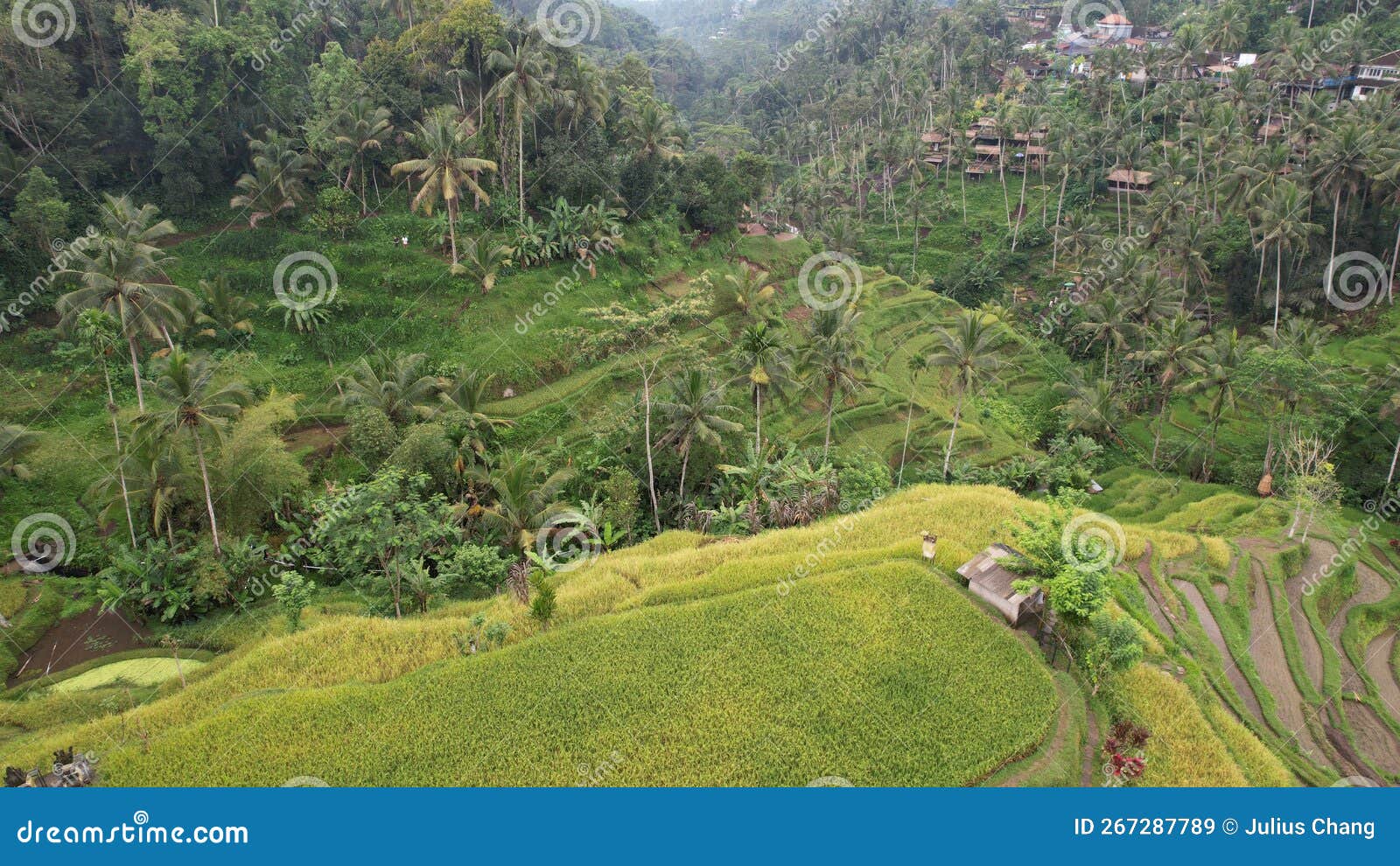 The Bali Terrace Rice Fields Stock Image - Image of bali, paddy: 267287789