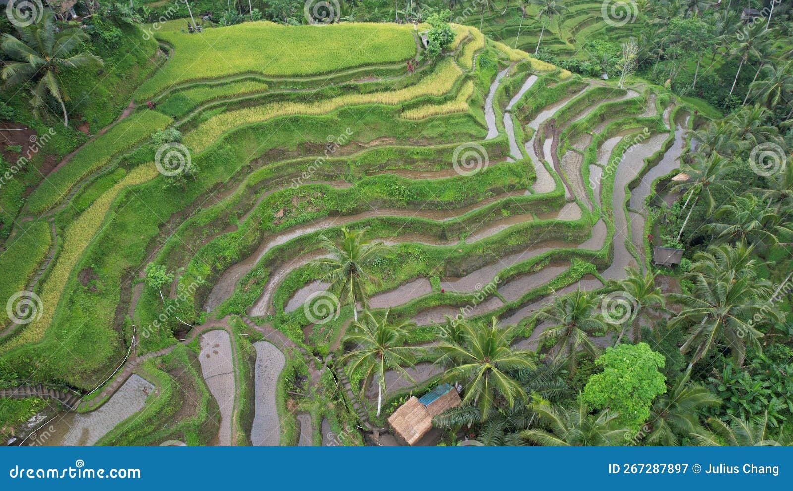 The Bali Terrace Rice Fields Stock Image - Image of padi, harvest ...
