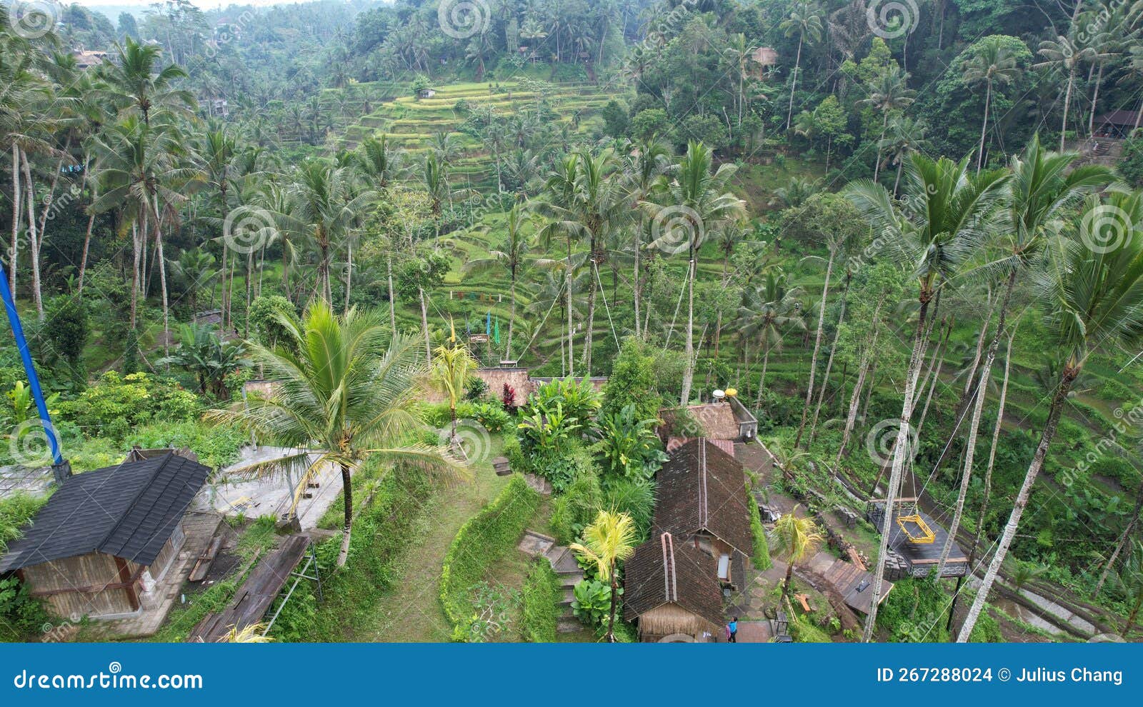 The Bali Terrace Rice Fields Stock Photo - Image of landscape ...
