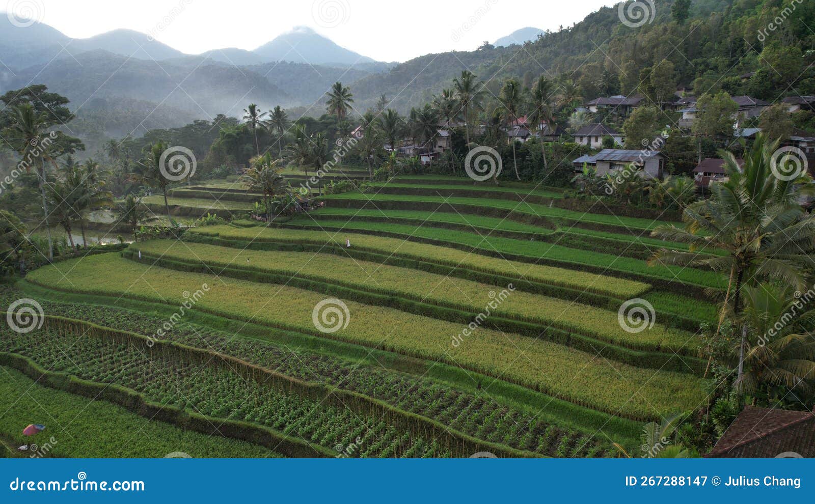 The Bali Terrace Rice Fields Stock Image - Image of field, grow: 267288147