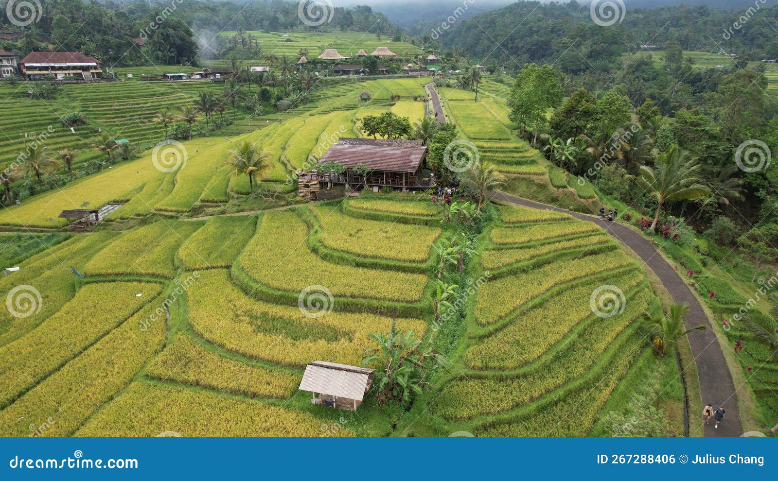 The Bali Terrace Rice Fields Editorial Photo - Image of indonesia ...